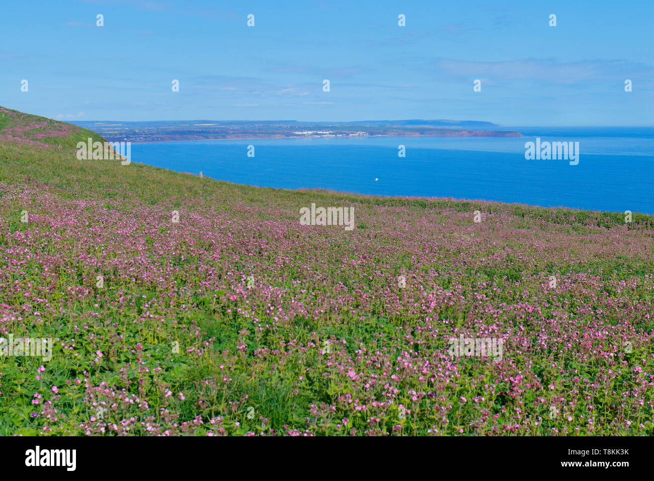 Filey from bempton hi-res stock photography and images - Alamy