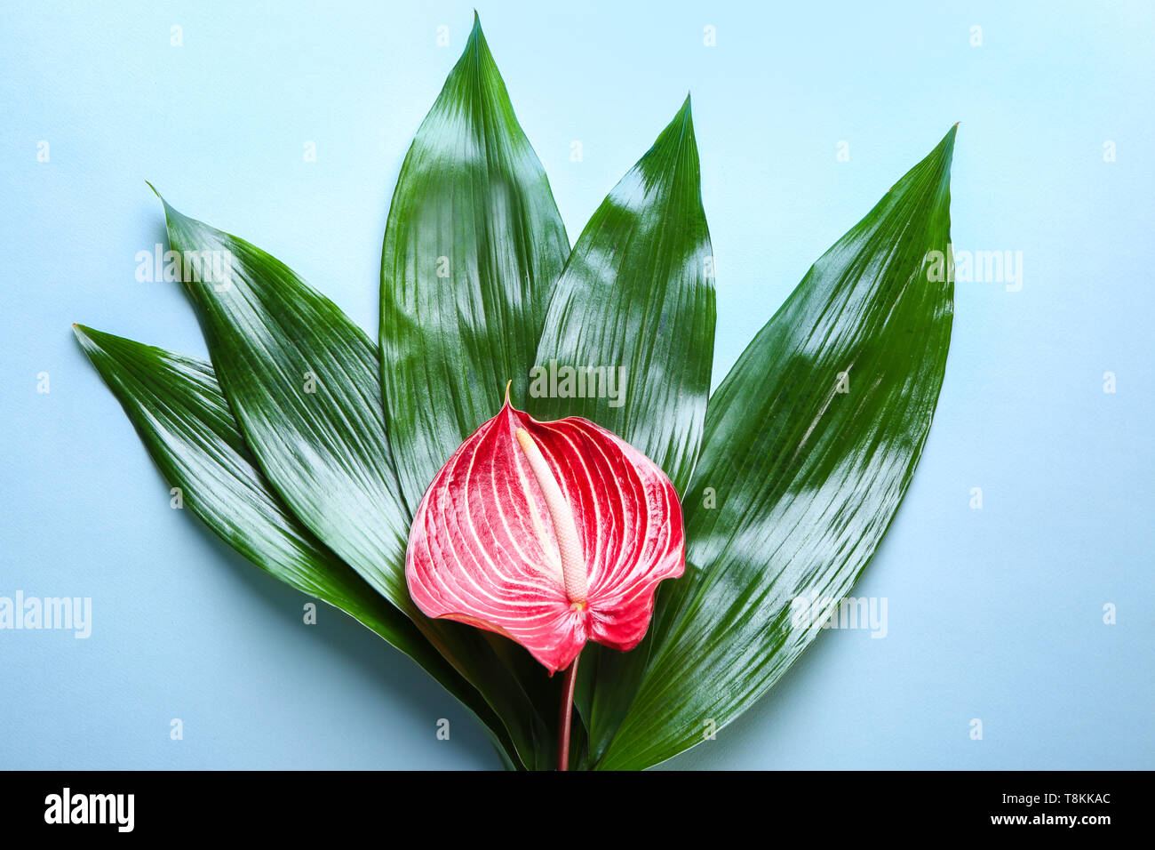 Beautiful anthurium flower and tropical leaves on color background ...