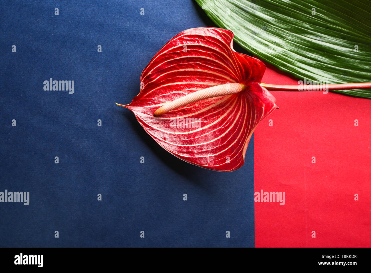 Top view exotic anthurium hi-res stock photography and images - Alamy