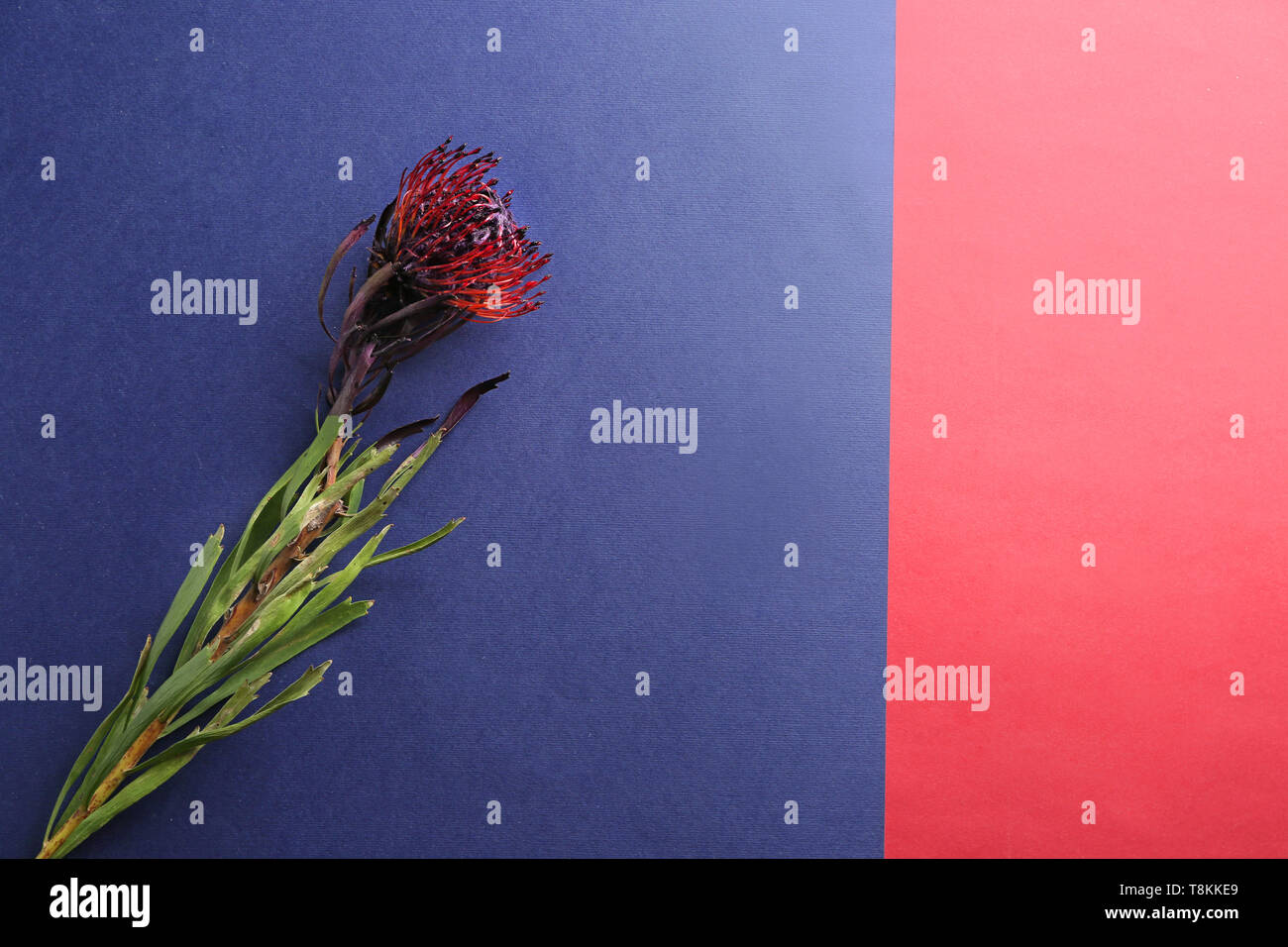 Beautiful protea flower on color background Stock Photo - Alamy