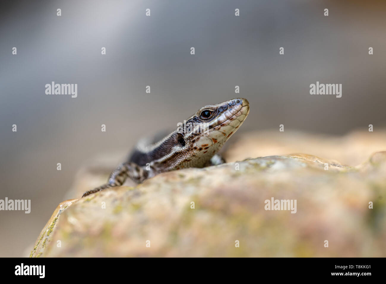 a lizard on a stone Stock Photo - Alamy