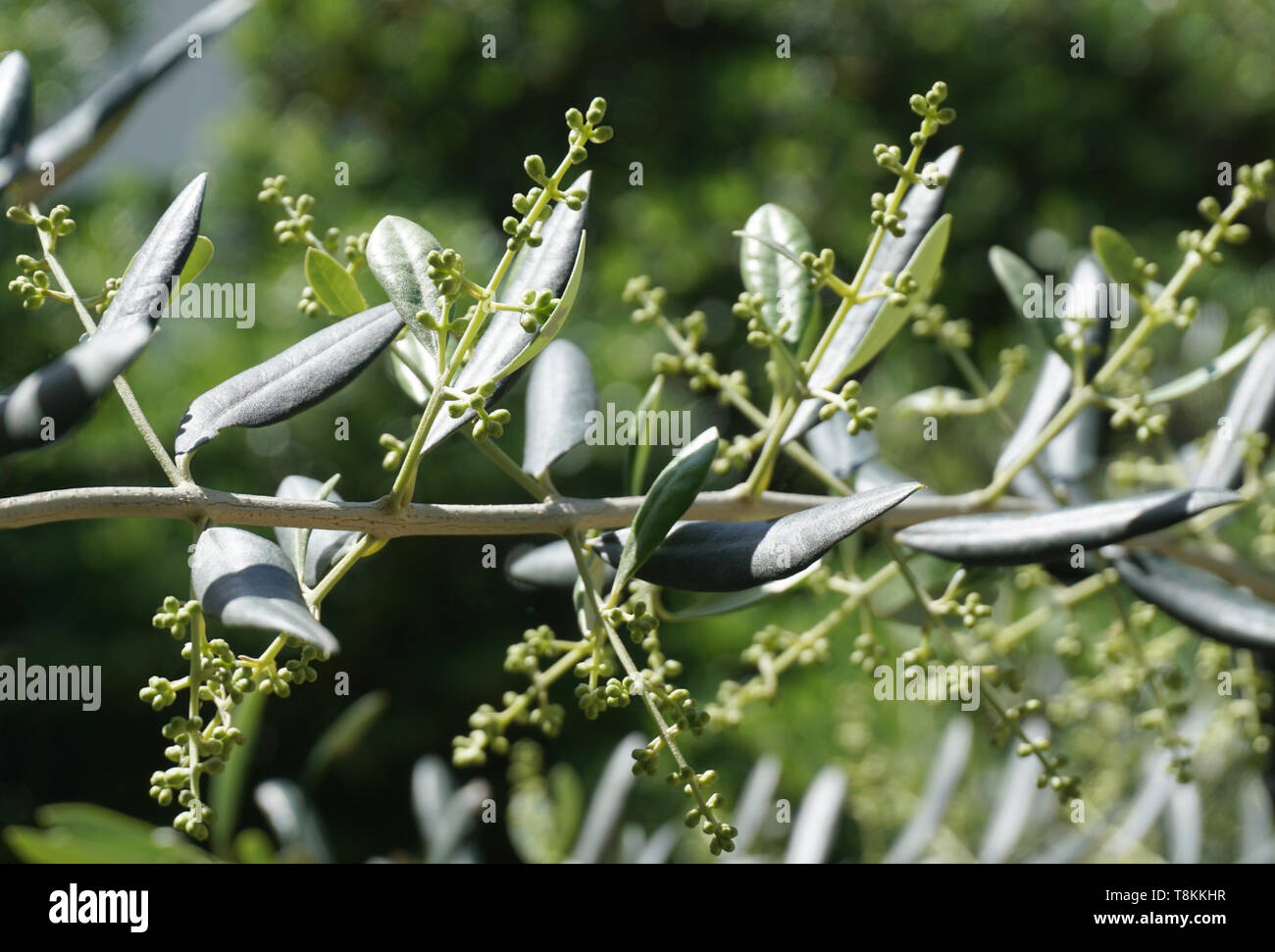 Olives green branch with leaves and young buds and fruits in early ...