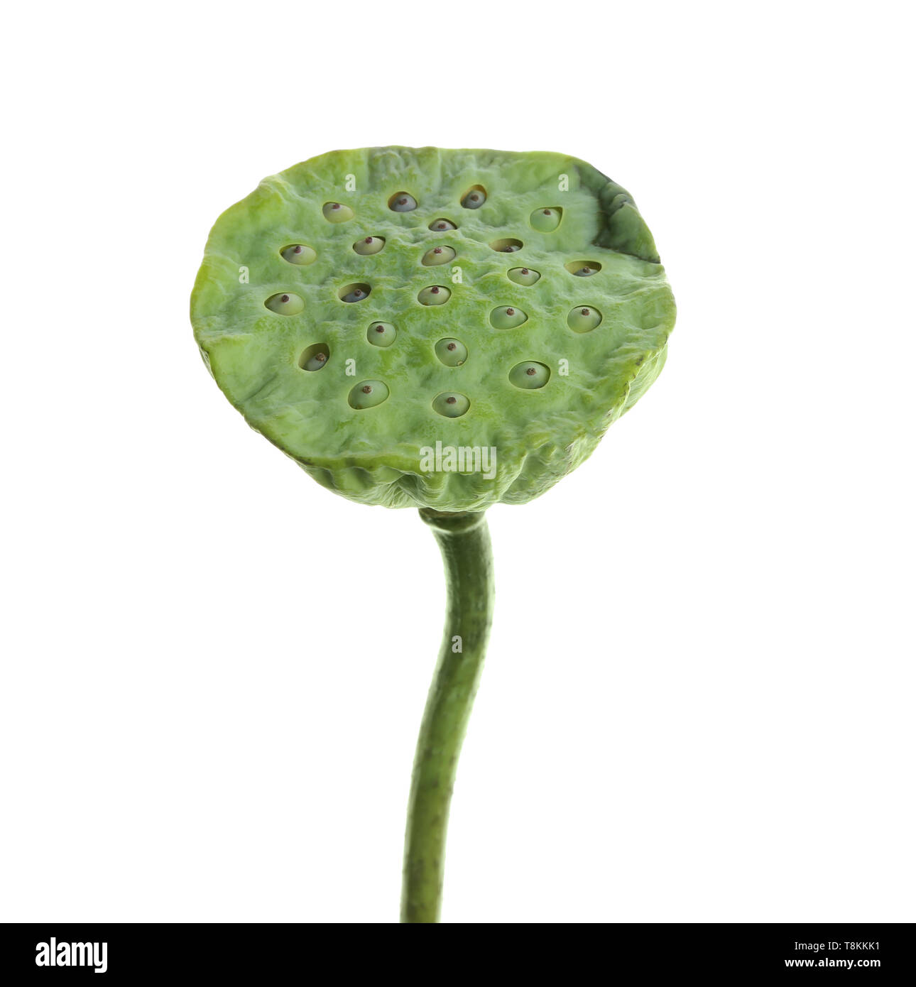 Lotus seed head hi-res stock photography and images - Alamy