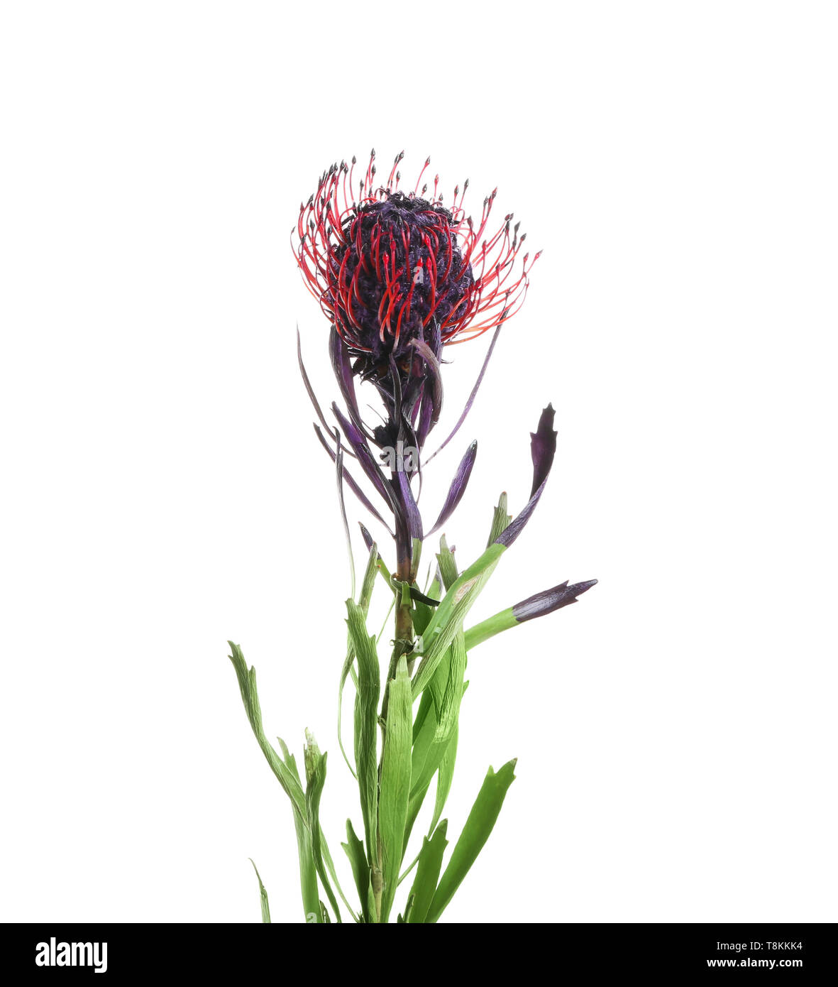 Beautiful protea flower on white background Stock Photo - Alamy