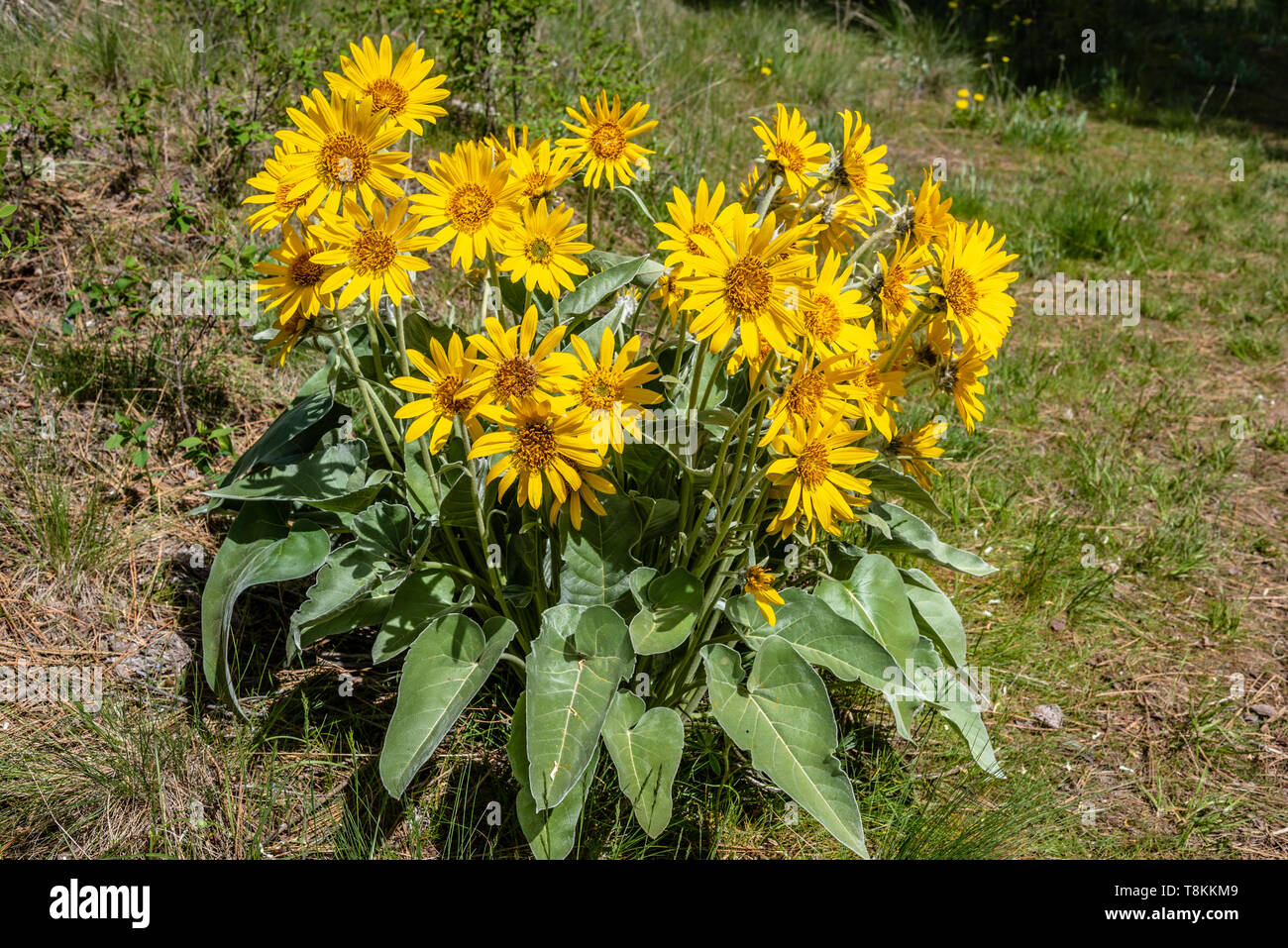 Field of balsamroot hi-res stock photography and images - Alamy