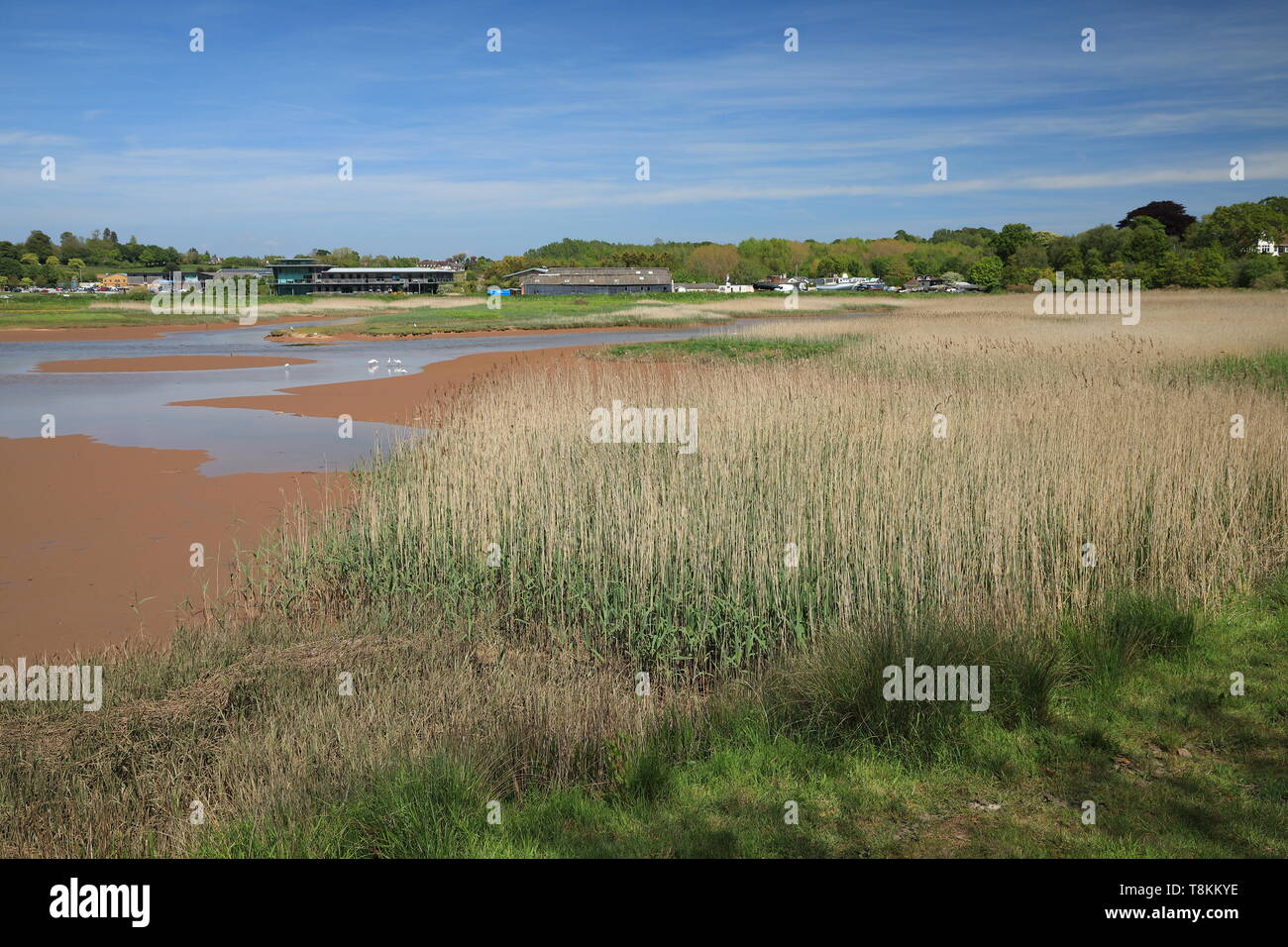 Clyst river hi-res stock photography and images - Alamy