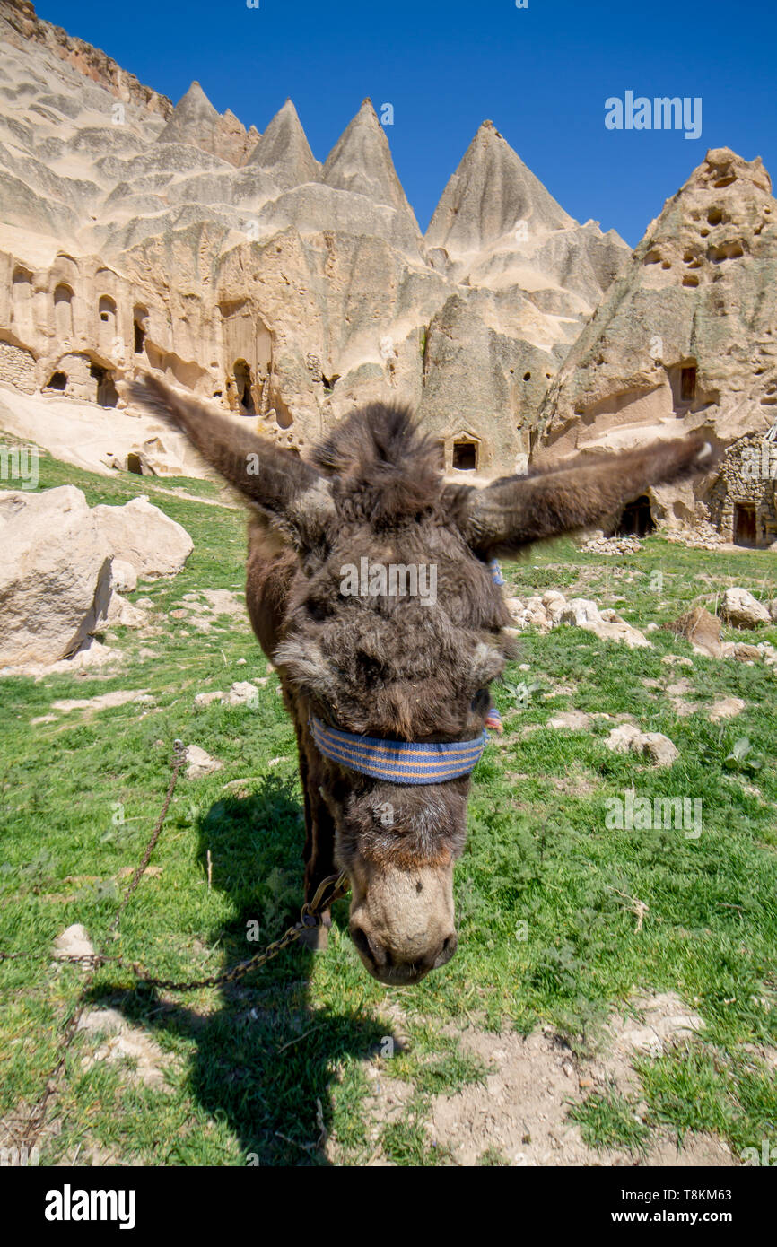 donkey in field cave houses of Cappadocia Goreme Turkey Stock Photo - Alamy