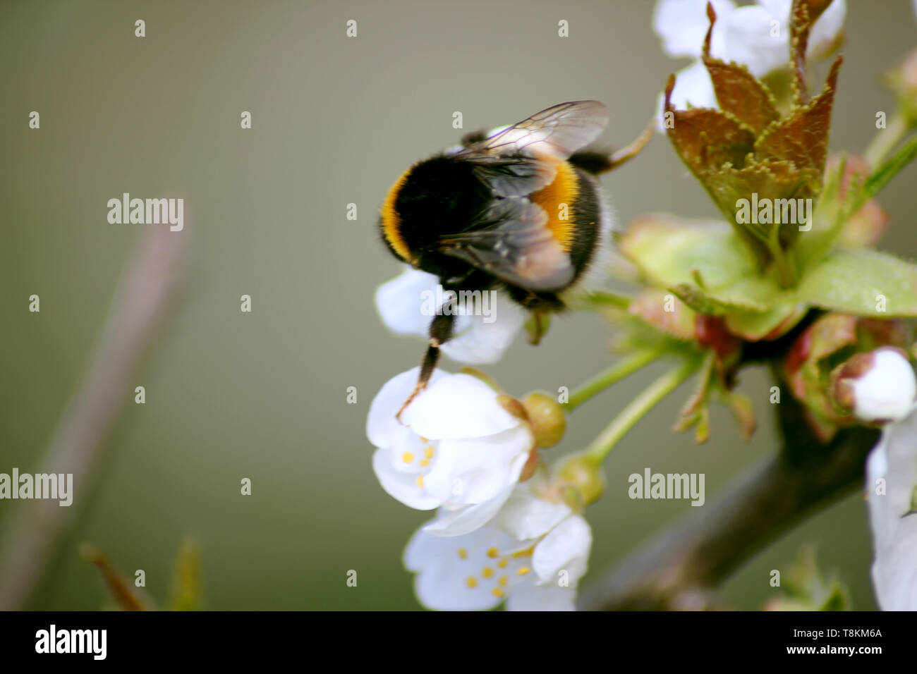 Bumblebees apple tree hi-res stock photography and images - Alamy