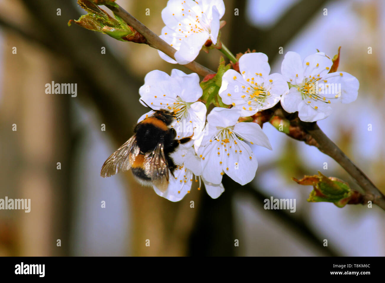 striped bumble bee collects nectar on blooming apple tree Stock Photo ...