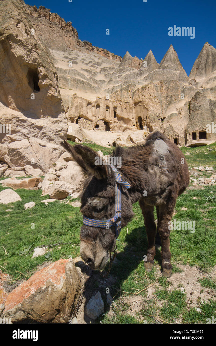 donkey in field cave houses of Cappadocia Goreme Turkey Stock Photo - Alamy