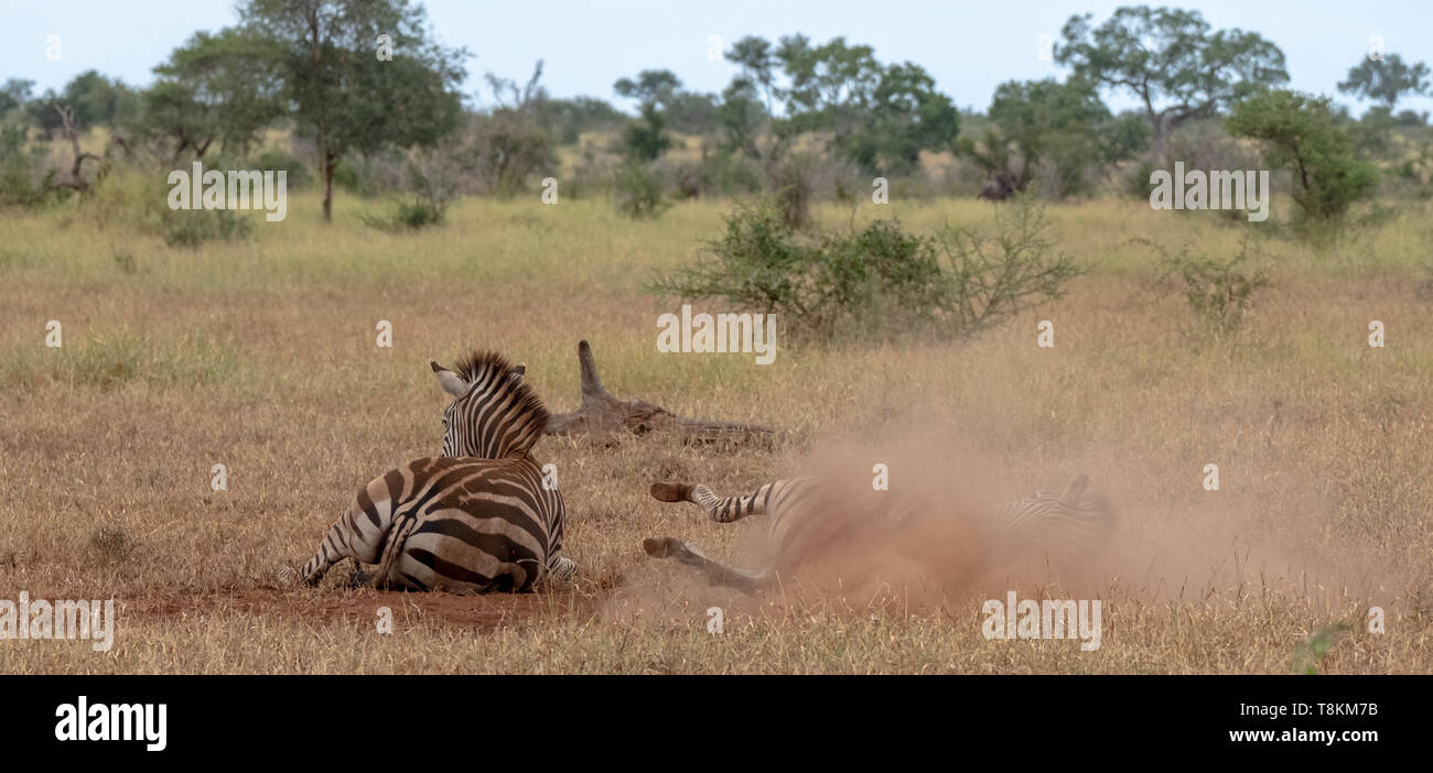 Zebra rolling in the dry mud, photographed at Kruger National Park in ...