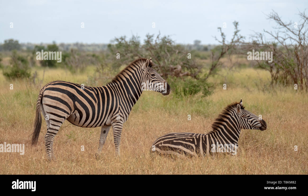 Zebras in the long grass, photographed at Kruger National Park in South ...