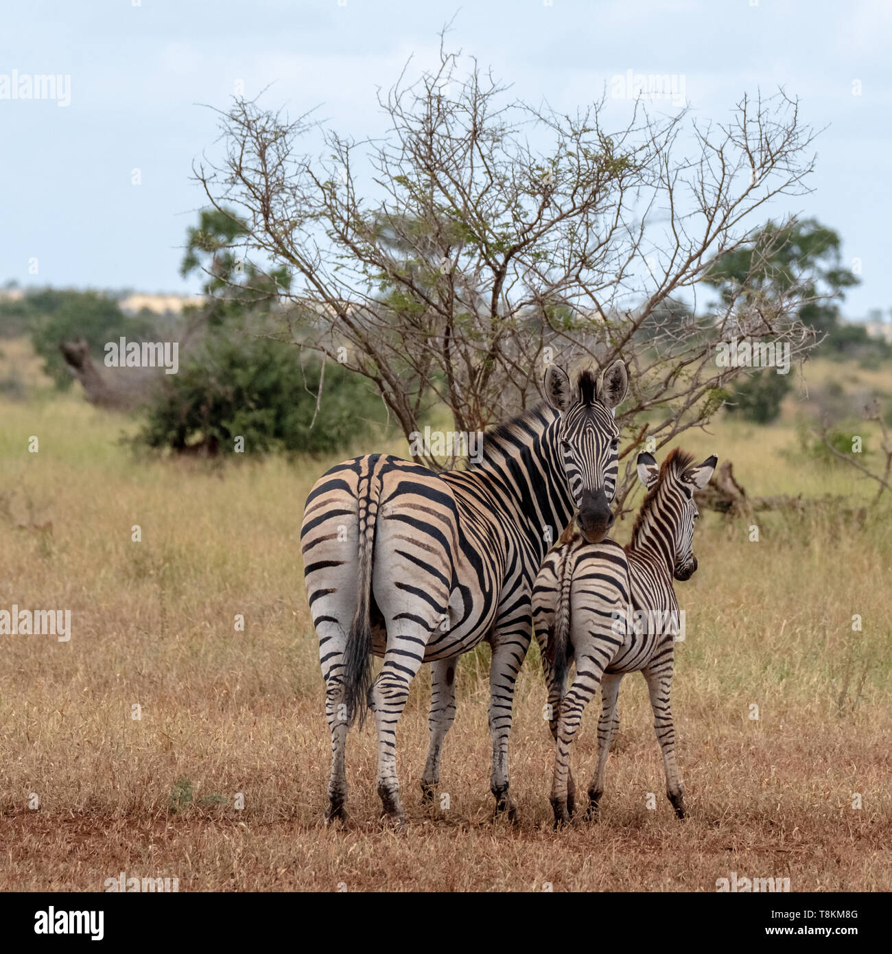 Zebras in the long grass, photographed at Kruger National Park in South ...