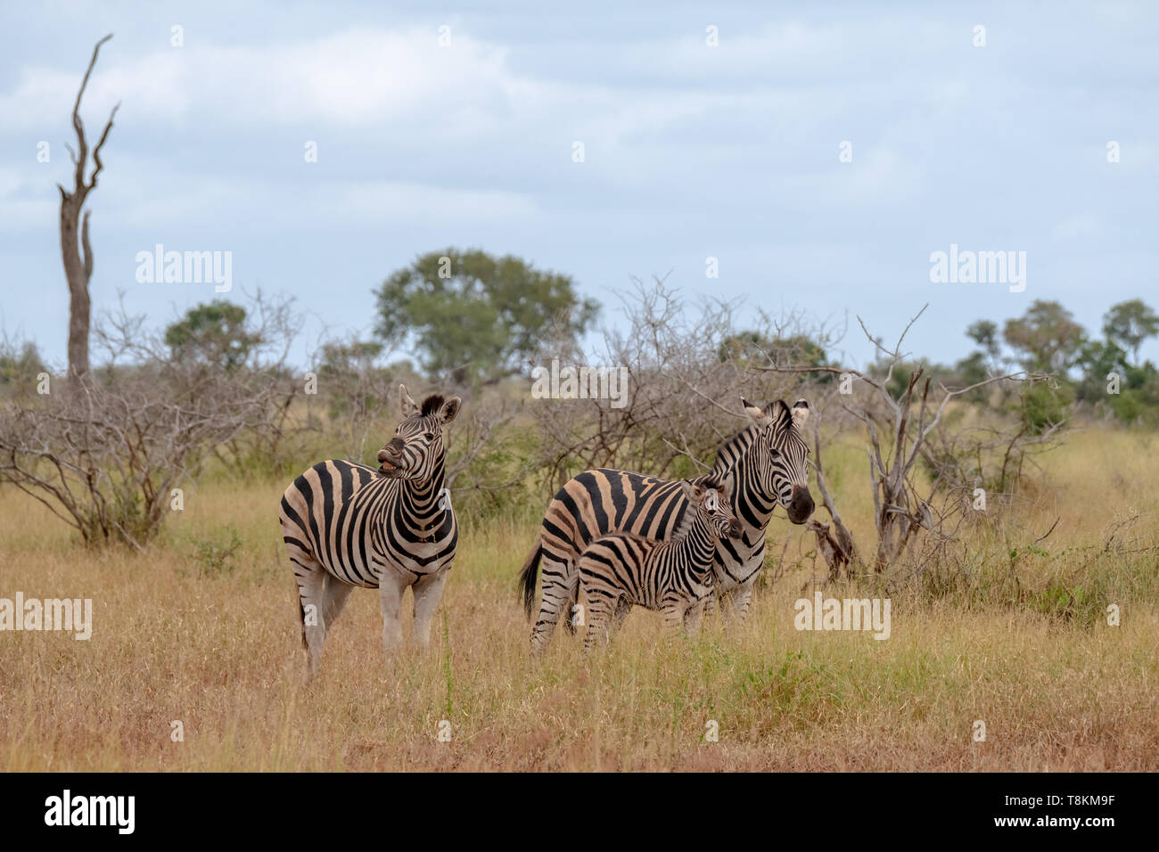 Zebras in the long grass, photographed at Kruger National Park in South ...