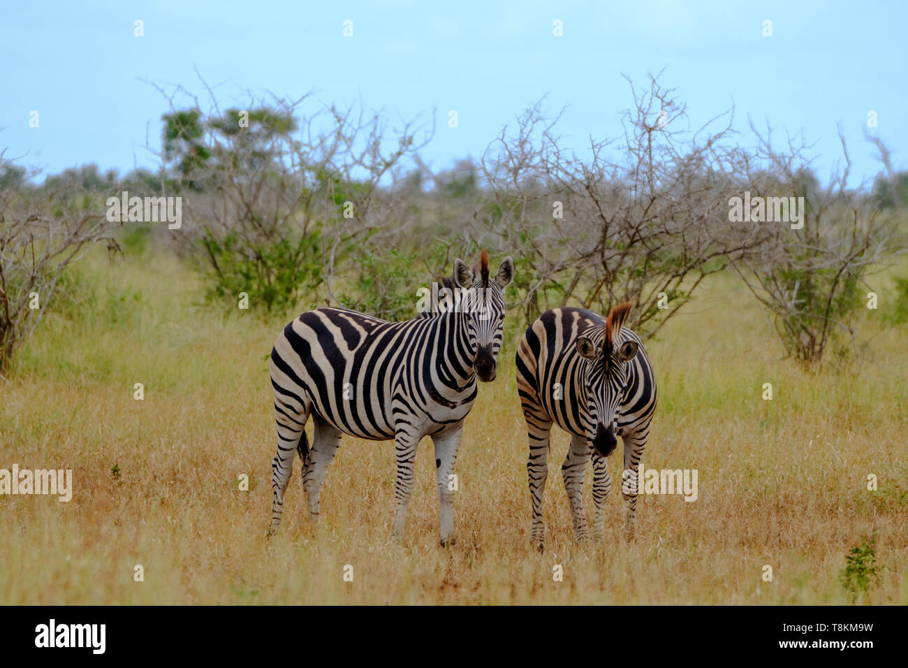 Zebras in the long grass, photographed at Kruger National Park in South ...