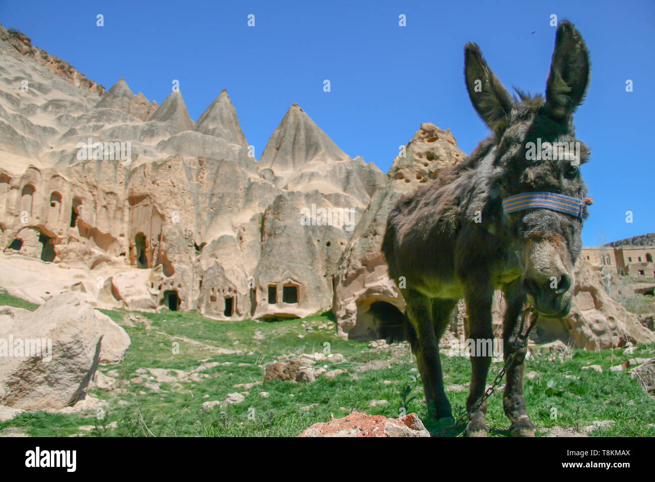 donkey in field cave houses of Cappadocia Goreme Turkey Stock Photo - Alamy