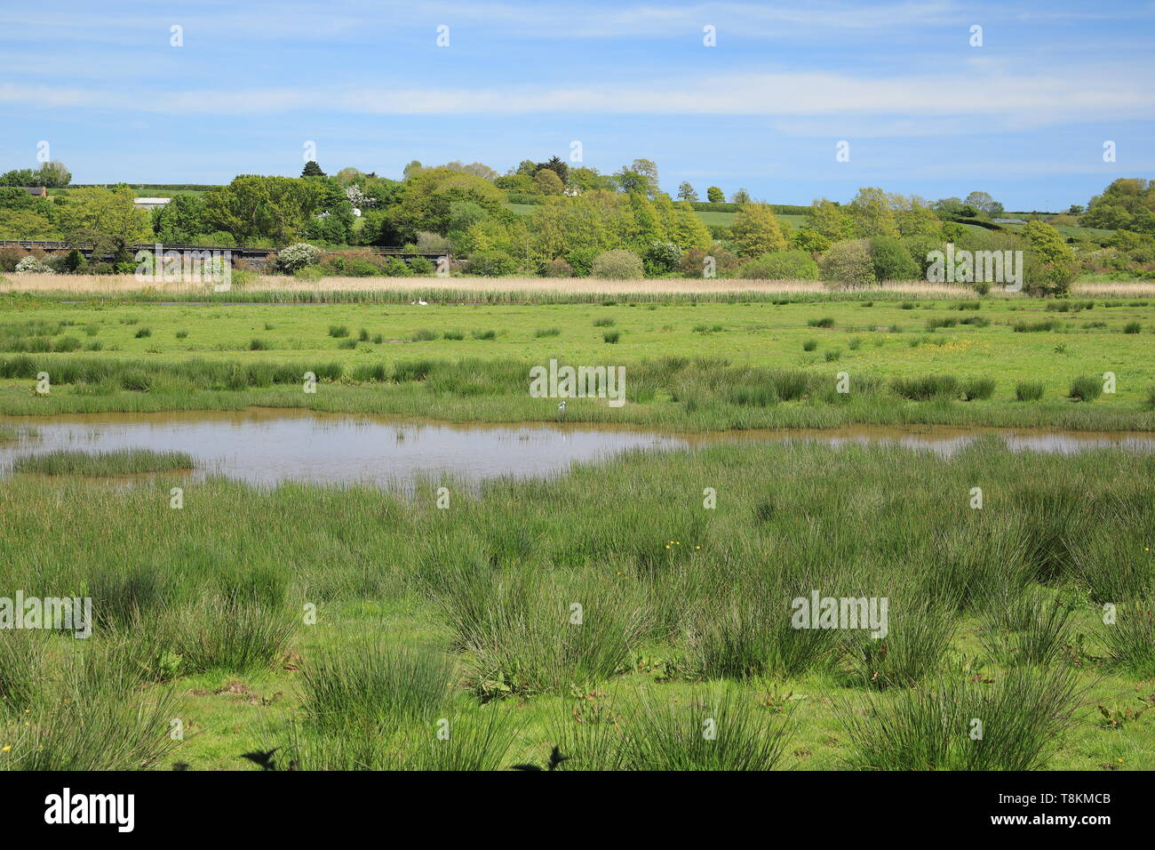 Topsham exeter hi-res stock photography and images - Alamy
