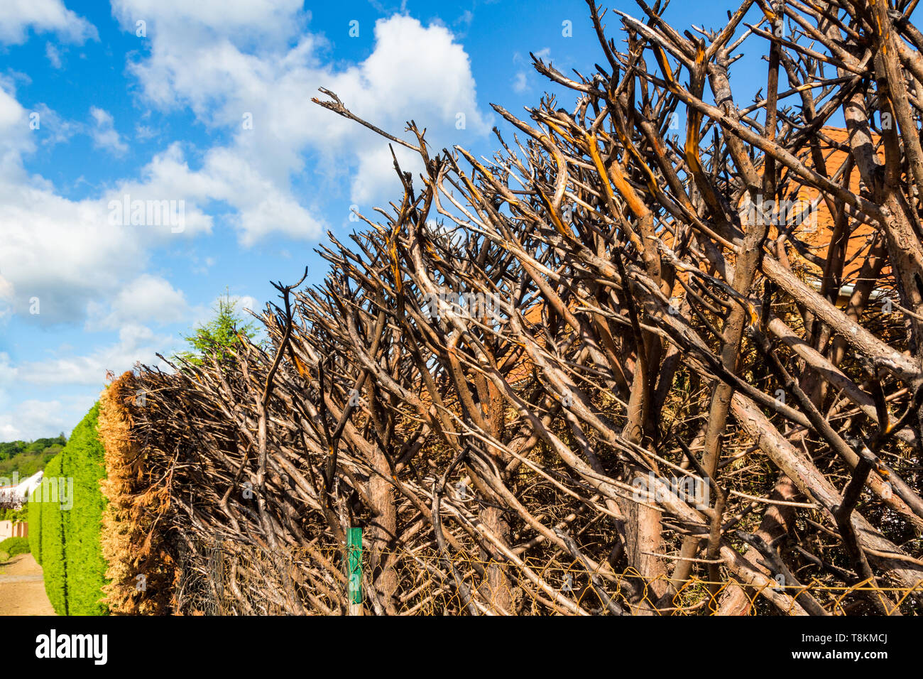 Dry thuja hedge hi-res stock photography and images - Alamy