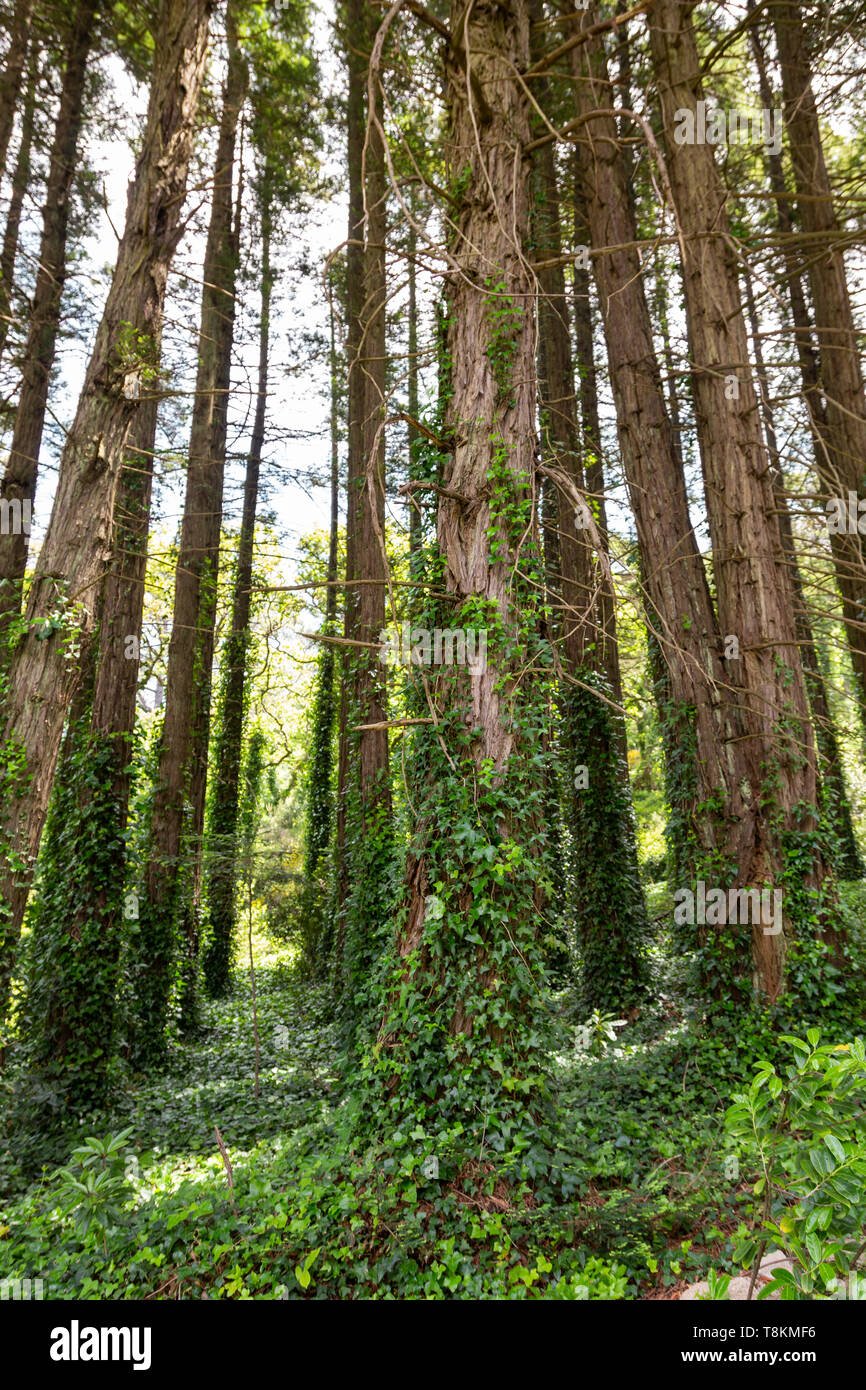 natural forest park Pena in Sintra, Portugal, with trees and stones ...