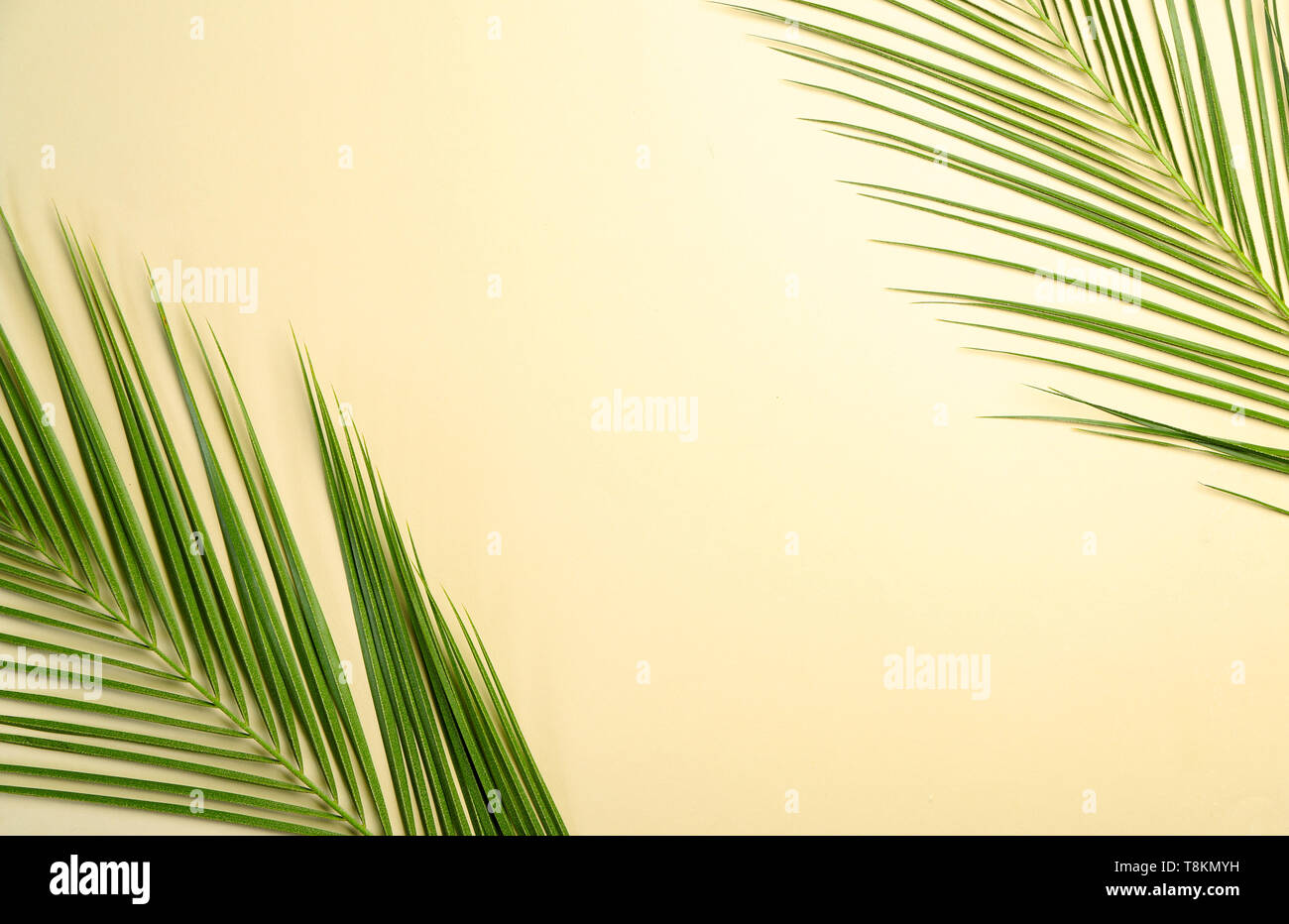 Fresh tropical palm leaves on light background Stock Photo - Alamy