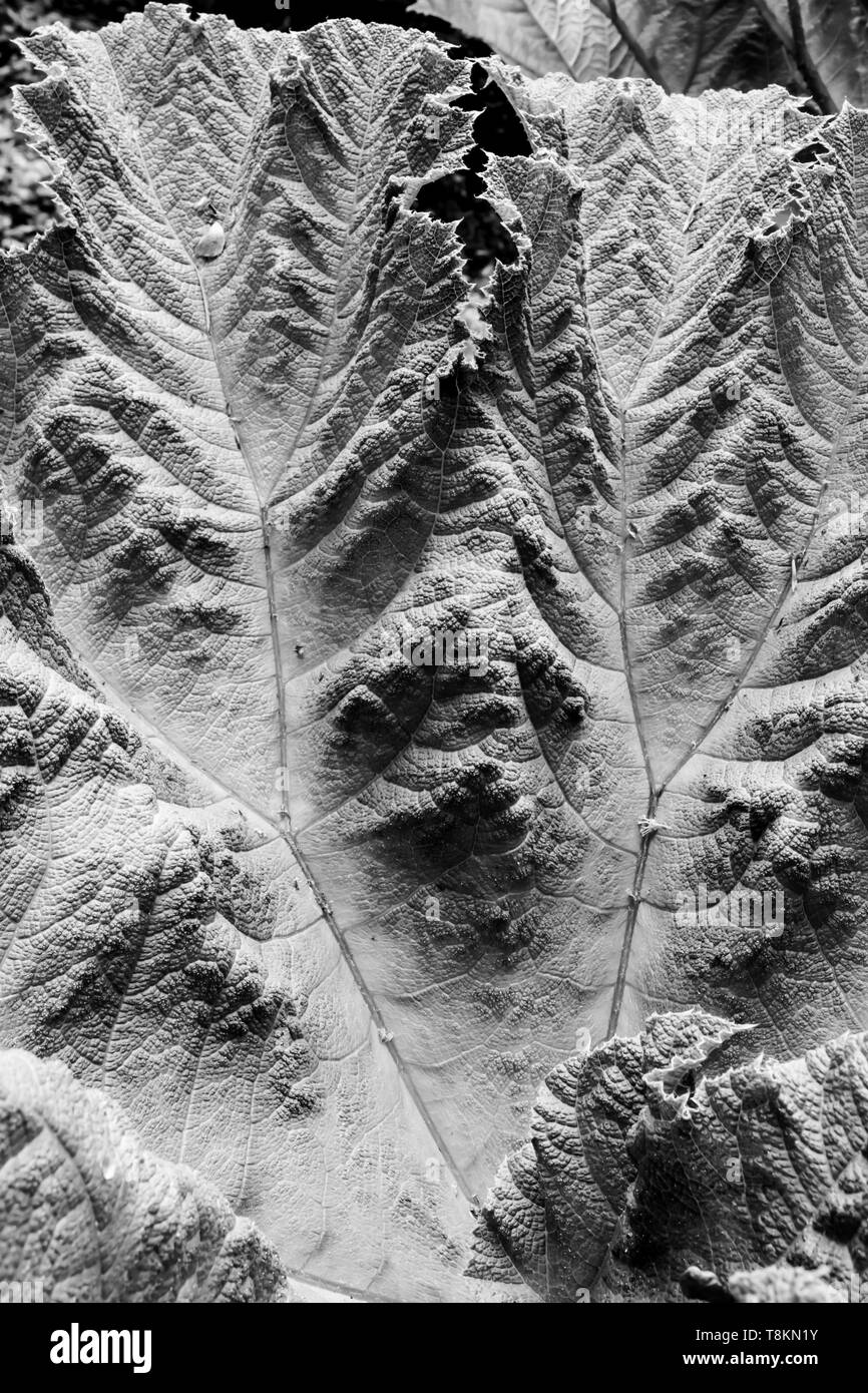 Black and white rhubarb hi-res stock photography and images - Alamy