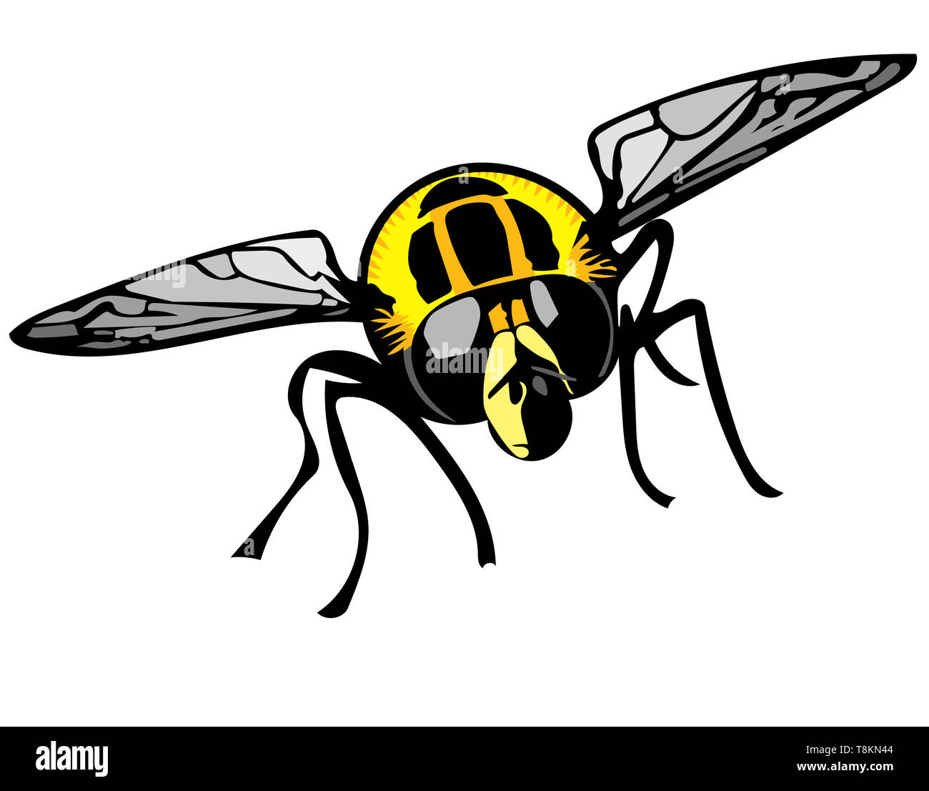 Thorax drawing hi-res stock photography and images - Alamy