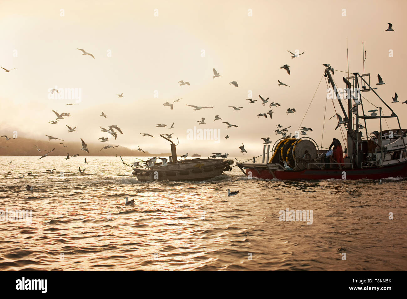 Flock of seagulls flying around a tugboat on the ocean Stock Photo - Alamy