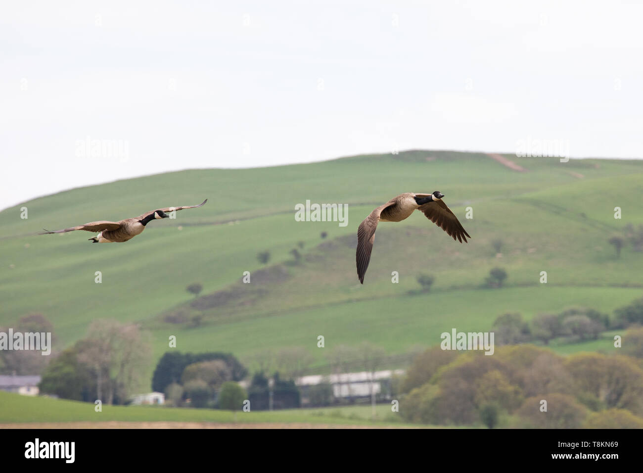 20190430 Canada Geese In Flight Cors Caron National Nature Reserve ...