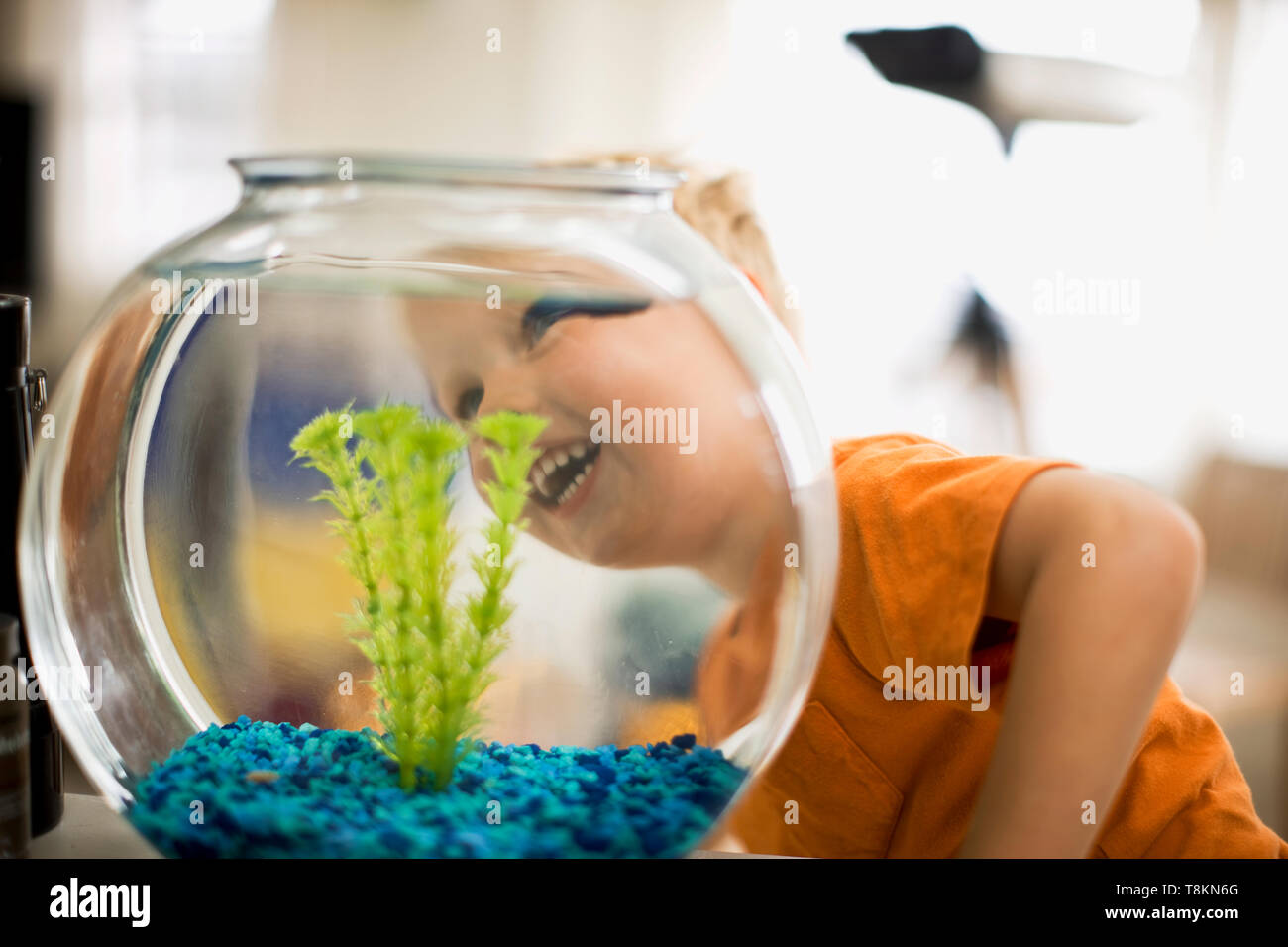 A curious young boy looks into a fish bowl Stock Photo - Alamy