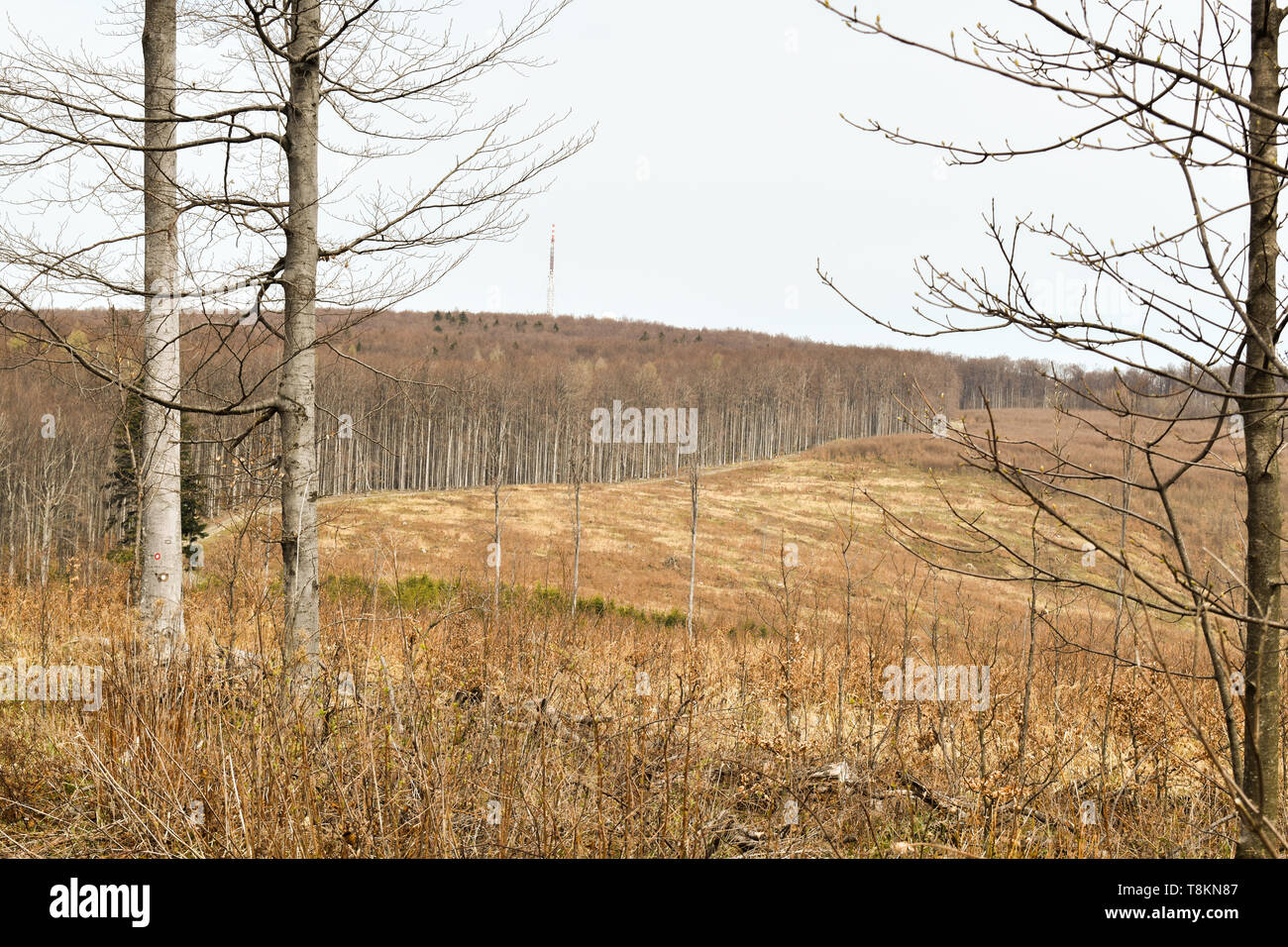 Deciduous forest and meadow during early spring. TV tower in the ...