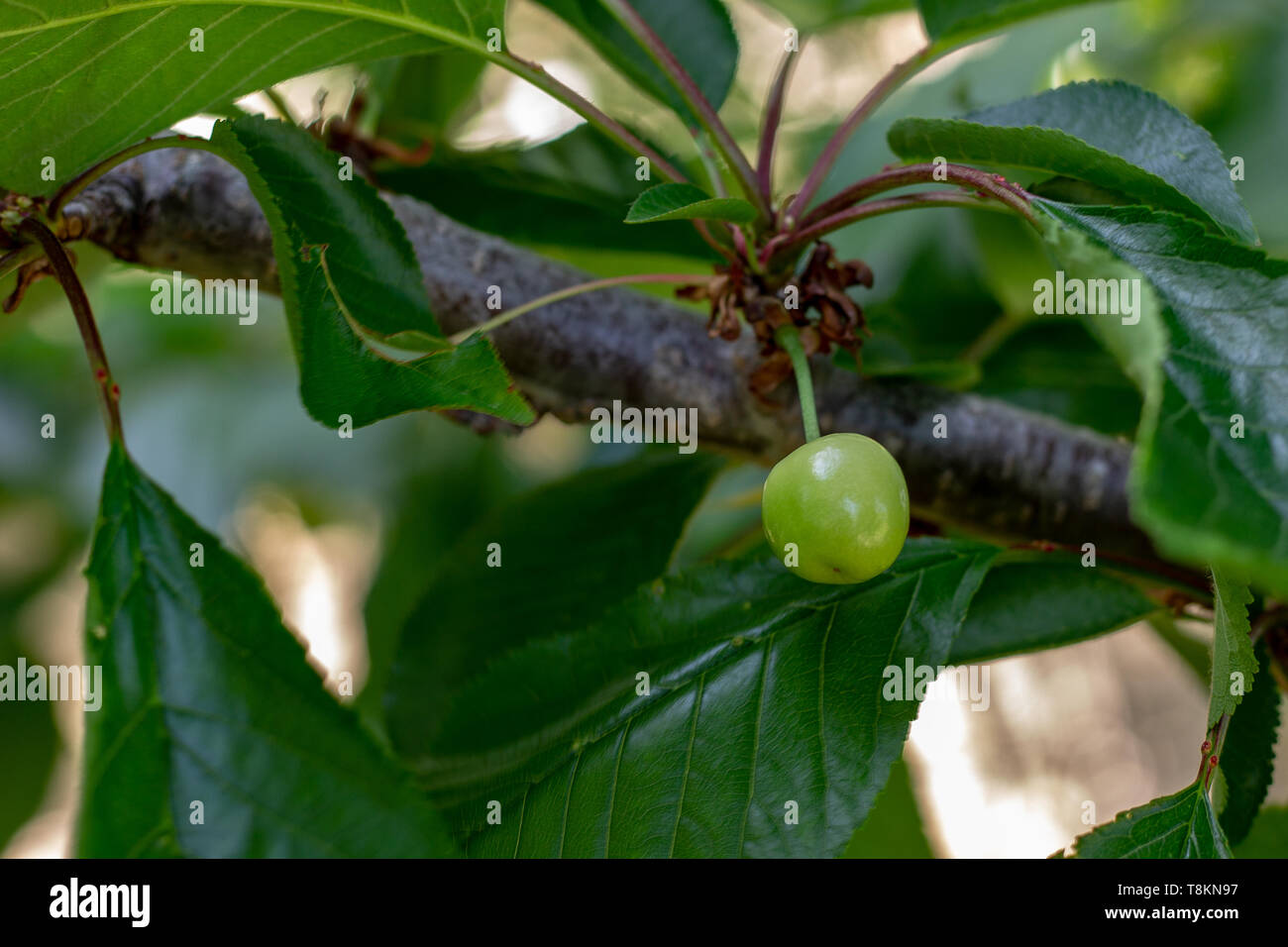 Immature cherries hi-res stock photography and images - Alamy