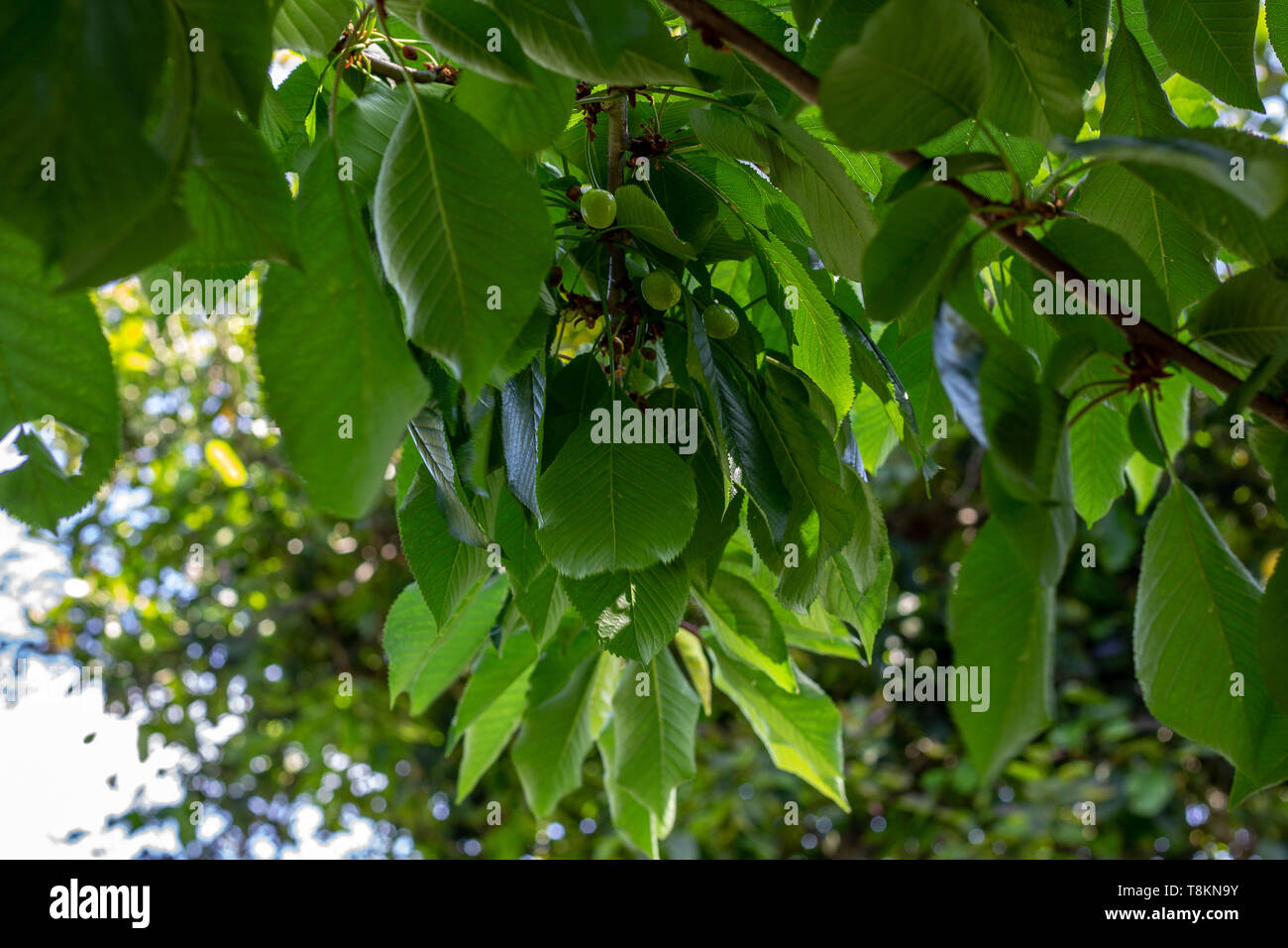 Naples, Italy, 11 May 2019. A splendid cherry tree begins to bear fruit ...