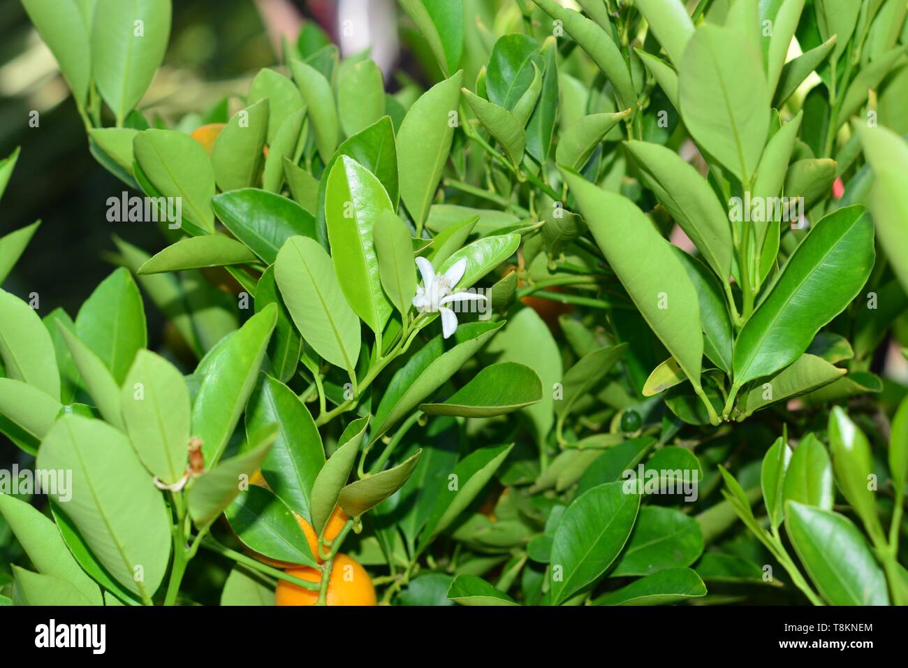 Flowering mandarin tree Stock Photo - Alamy