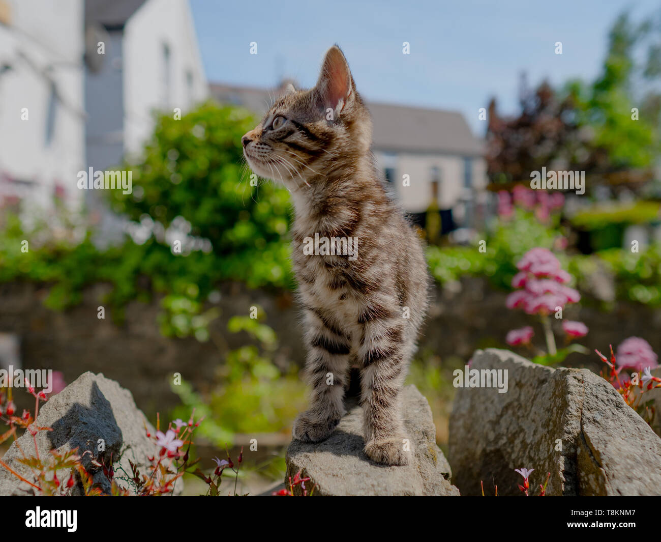 Cute little tabby kitten exploring outside in the garden on a Summer ...