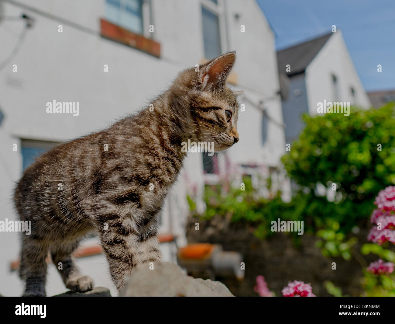 Cute little tabby kitten exploring outside in the garden on a Summer ...