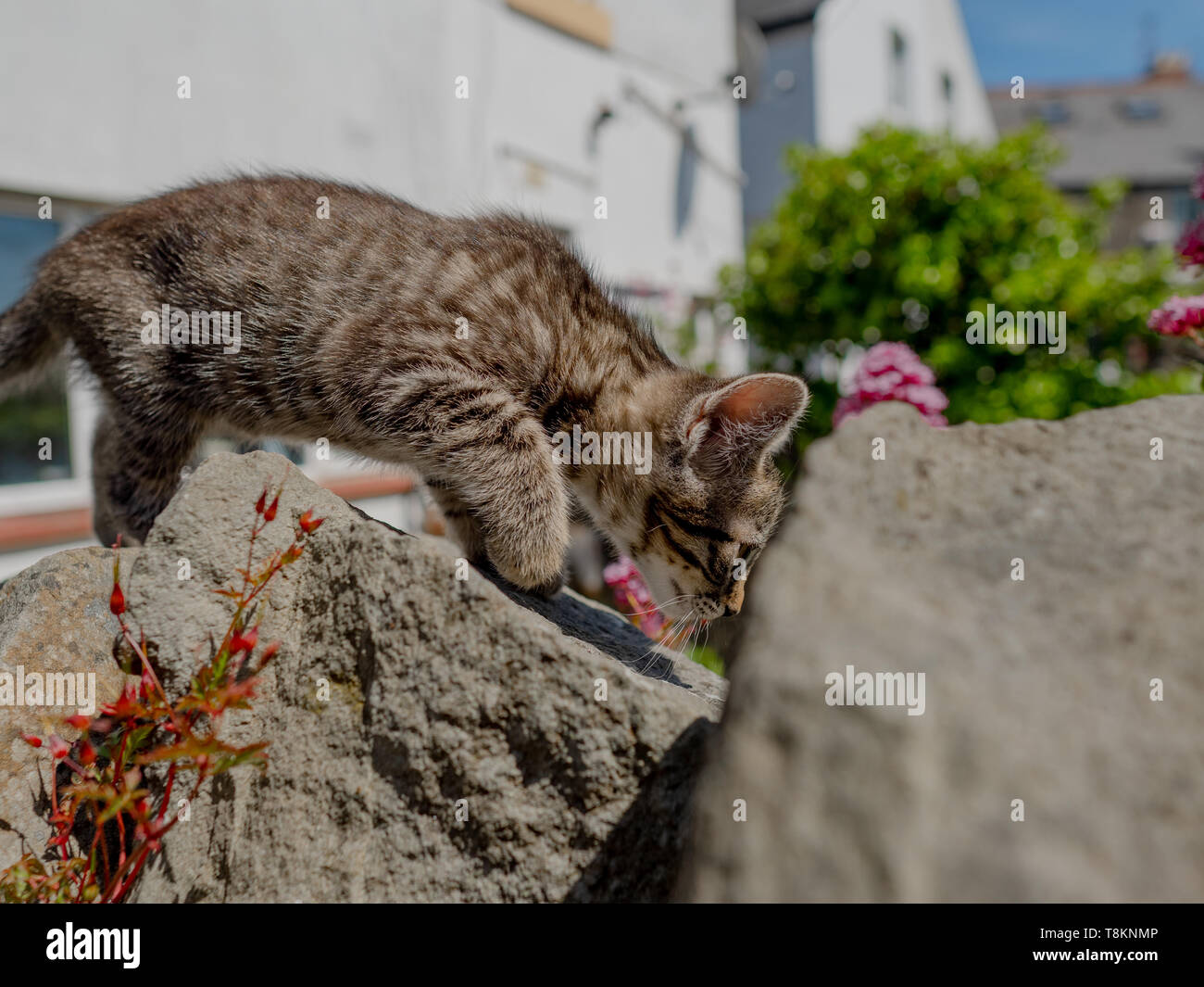 Cute little tabby kitten exploring outside in the garden on a Summer ...