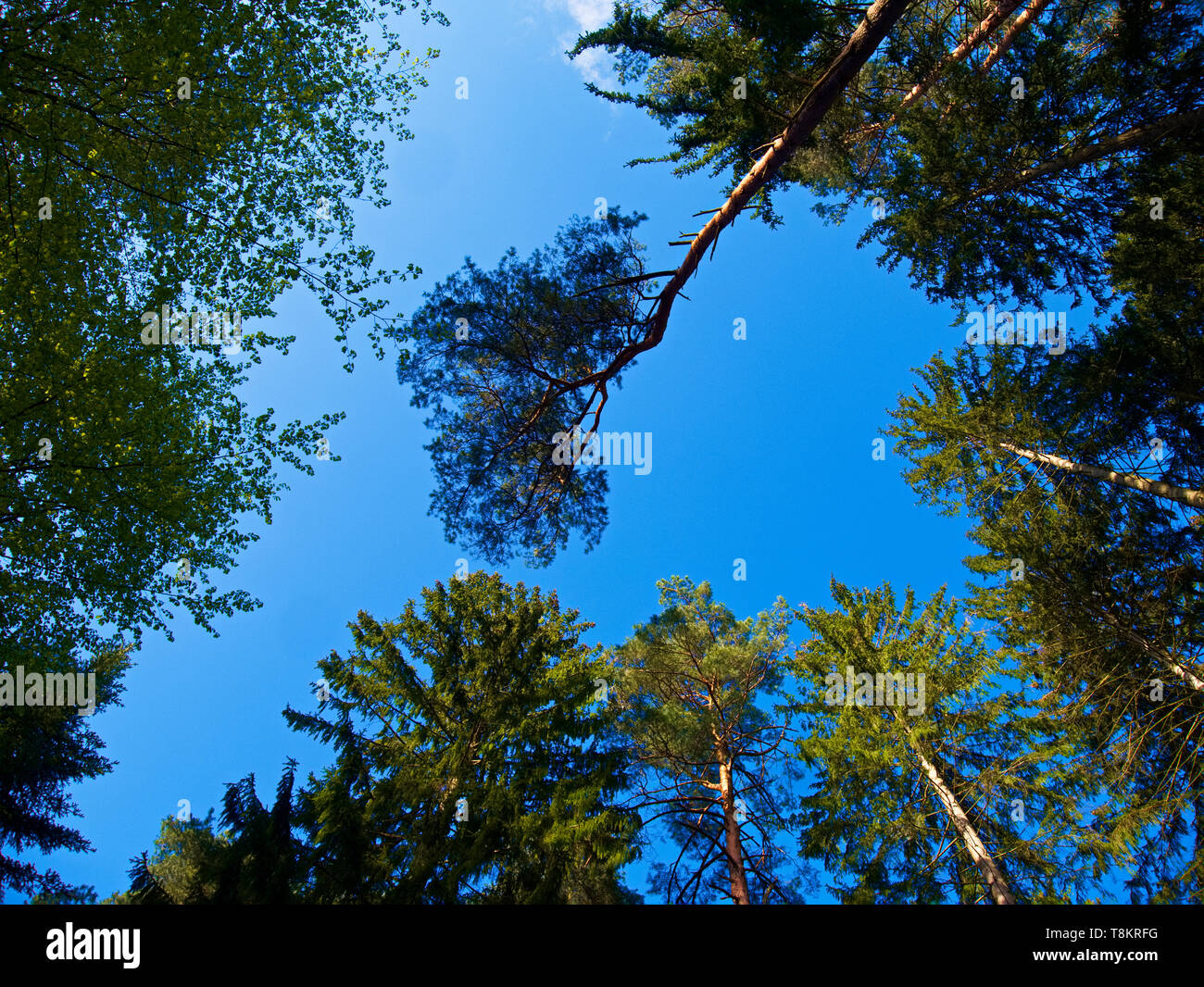 Peaks of the trees in a German Forest Stock Photo - Alamy