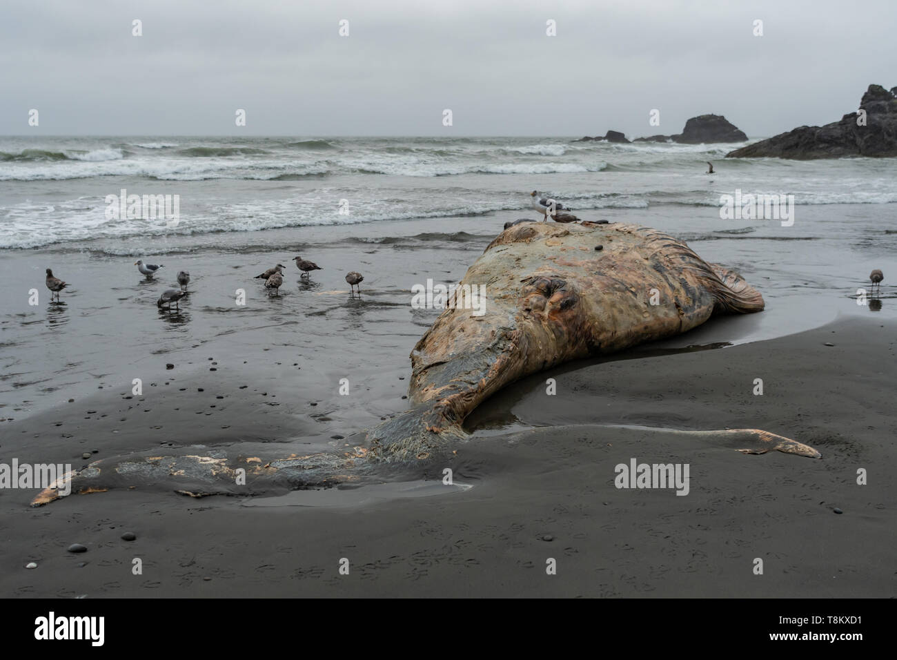 Beach in olympic national park birds hi-res stock photography and ...