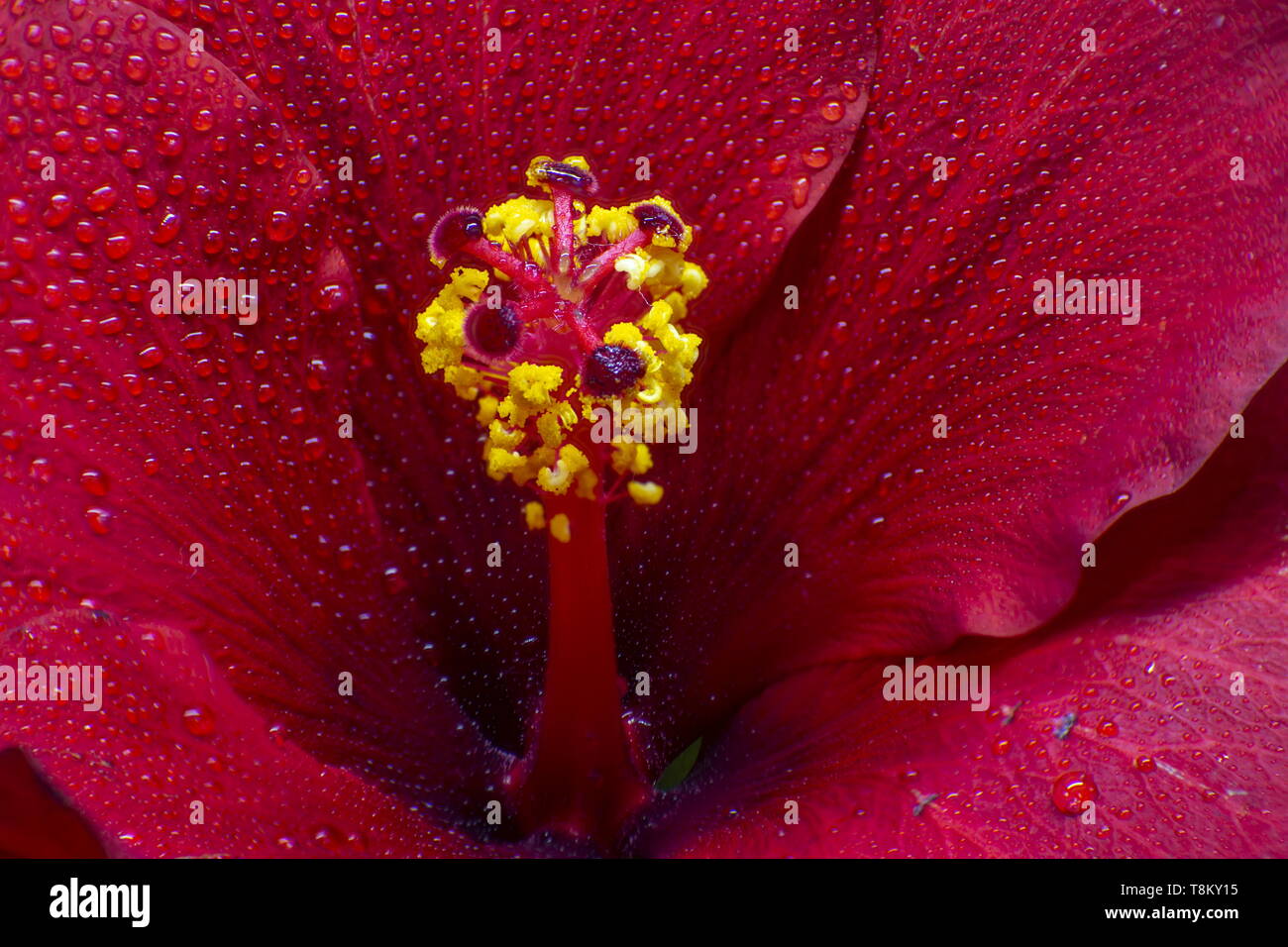 Stamen inside hibiscus flower hi-res stock photography and images - Alamy