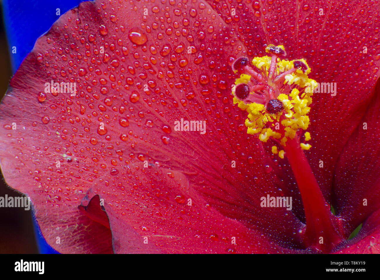Hibiscus flower and petals inside macro closeup 22 Stock Photo - Alamy