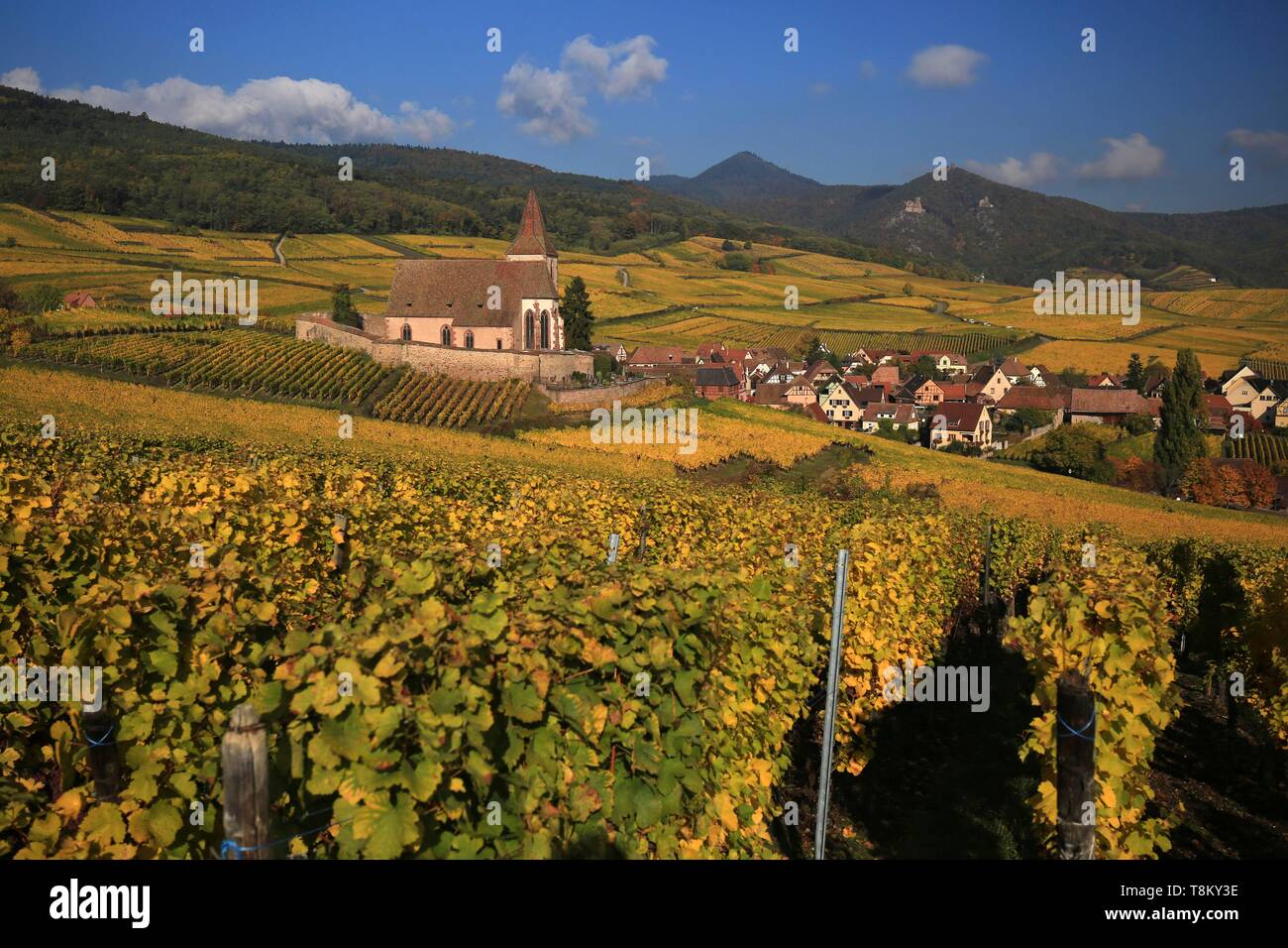 France, Haut Rhin, Route des Vins d'Alsace, Hunawihr village and its ...