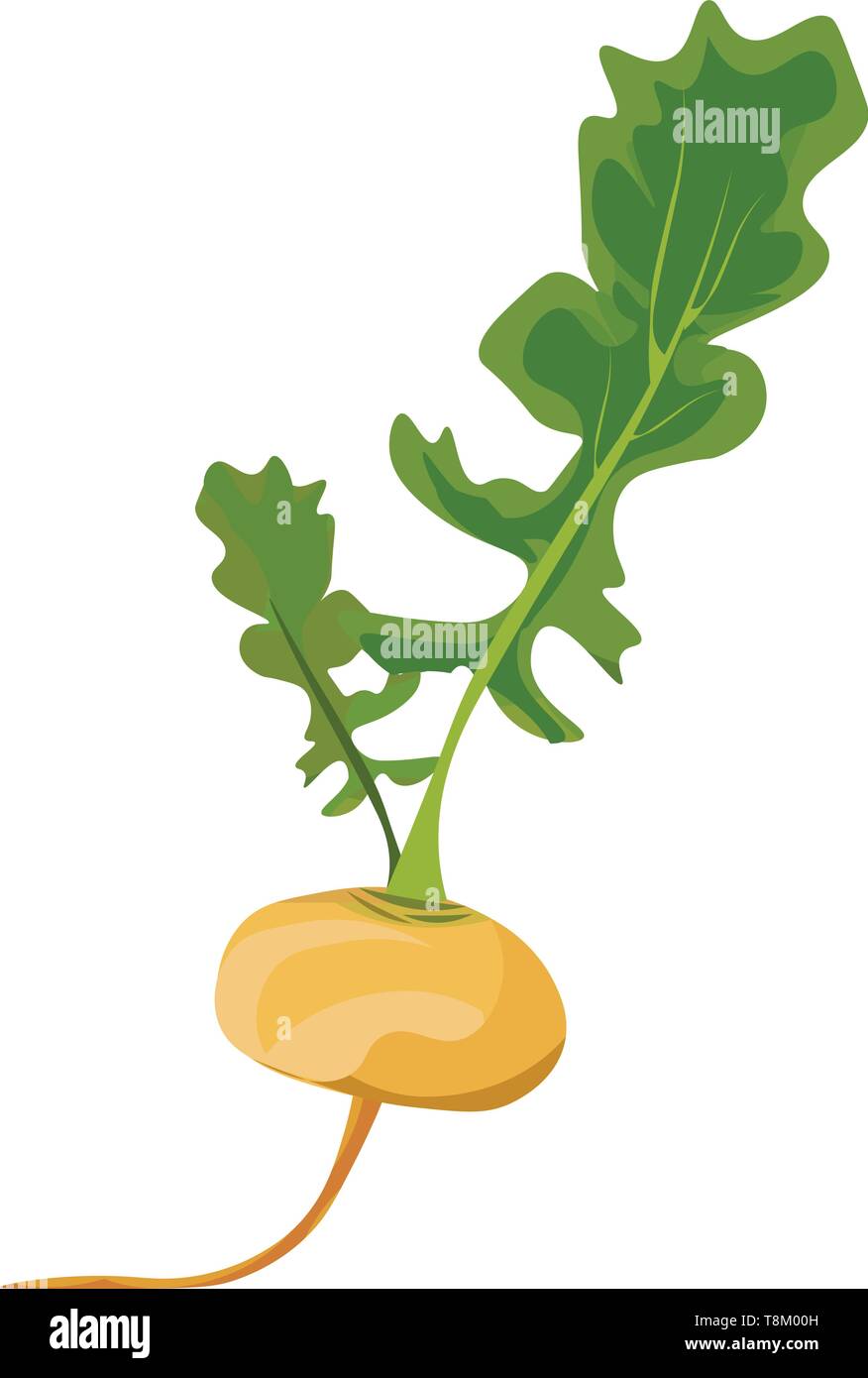 Yellow colored turnip with big long leaves and thing long root, vector ...