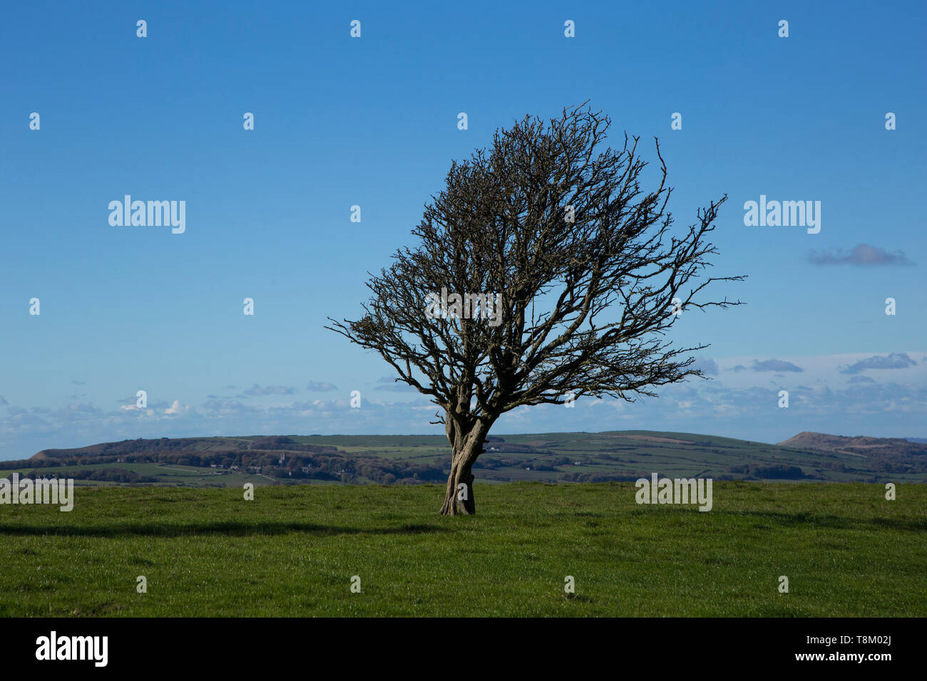 Empty Tree Branches High Resolution Stock Photography and Images - Alamy
