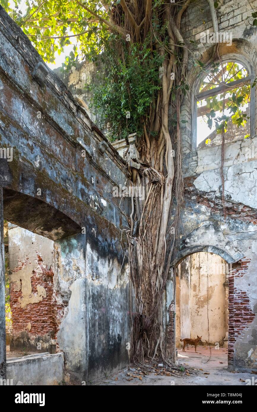 Sri Lanka, Northern province, Jaffna, Old park, ruins of Old Kachchery ...