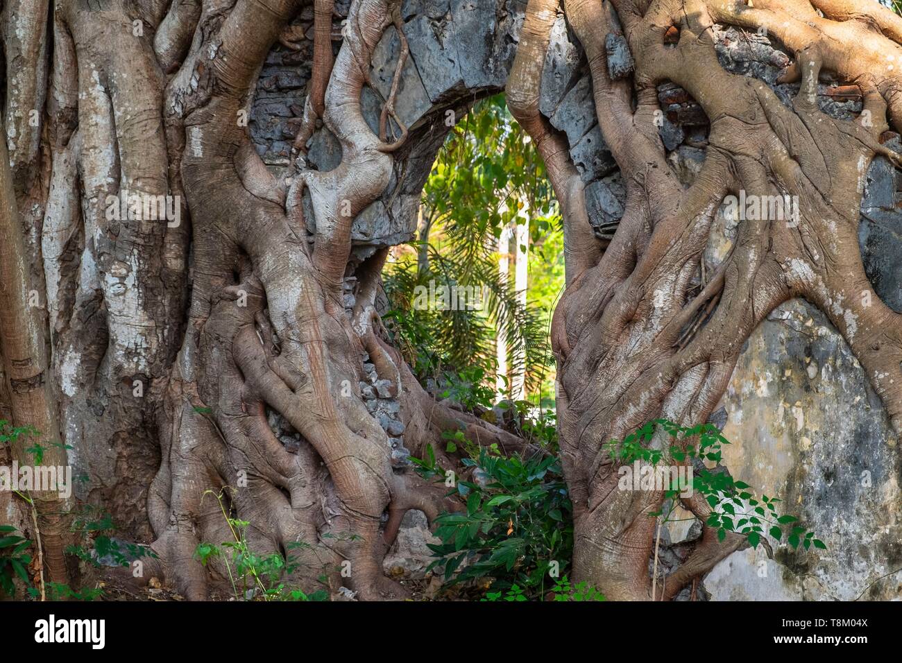 Sri Lanka, Northern province, Jaffna, Old park, ruins of Old Kachchery ...