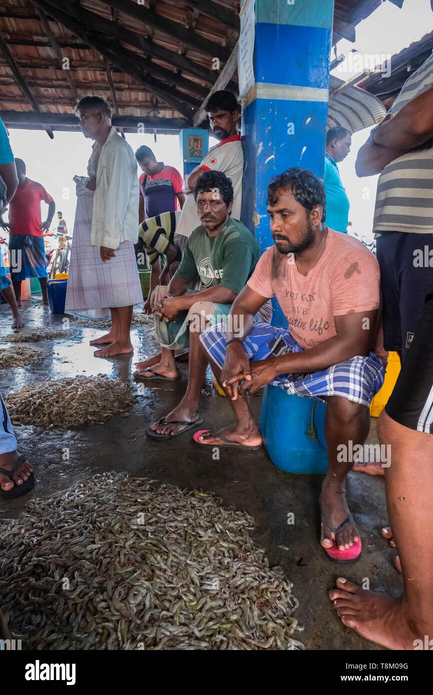Sri Lanka, Northern province, Jaffna, fish market close to the fishing harbour Stock Photo - Alamy