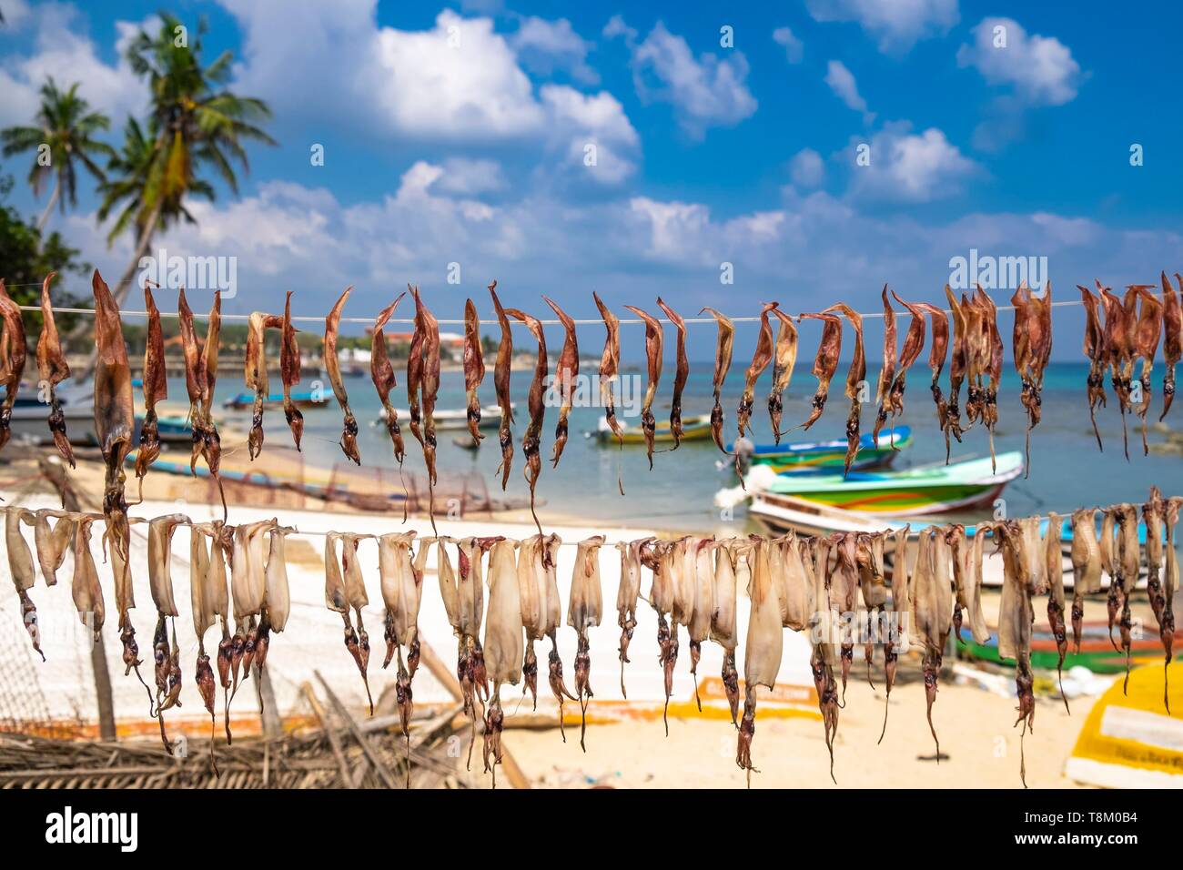 Sri Lanka, Northern province, Jaffna peninsula, Point Pedro is a town ...