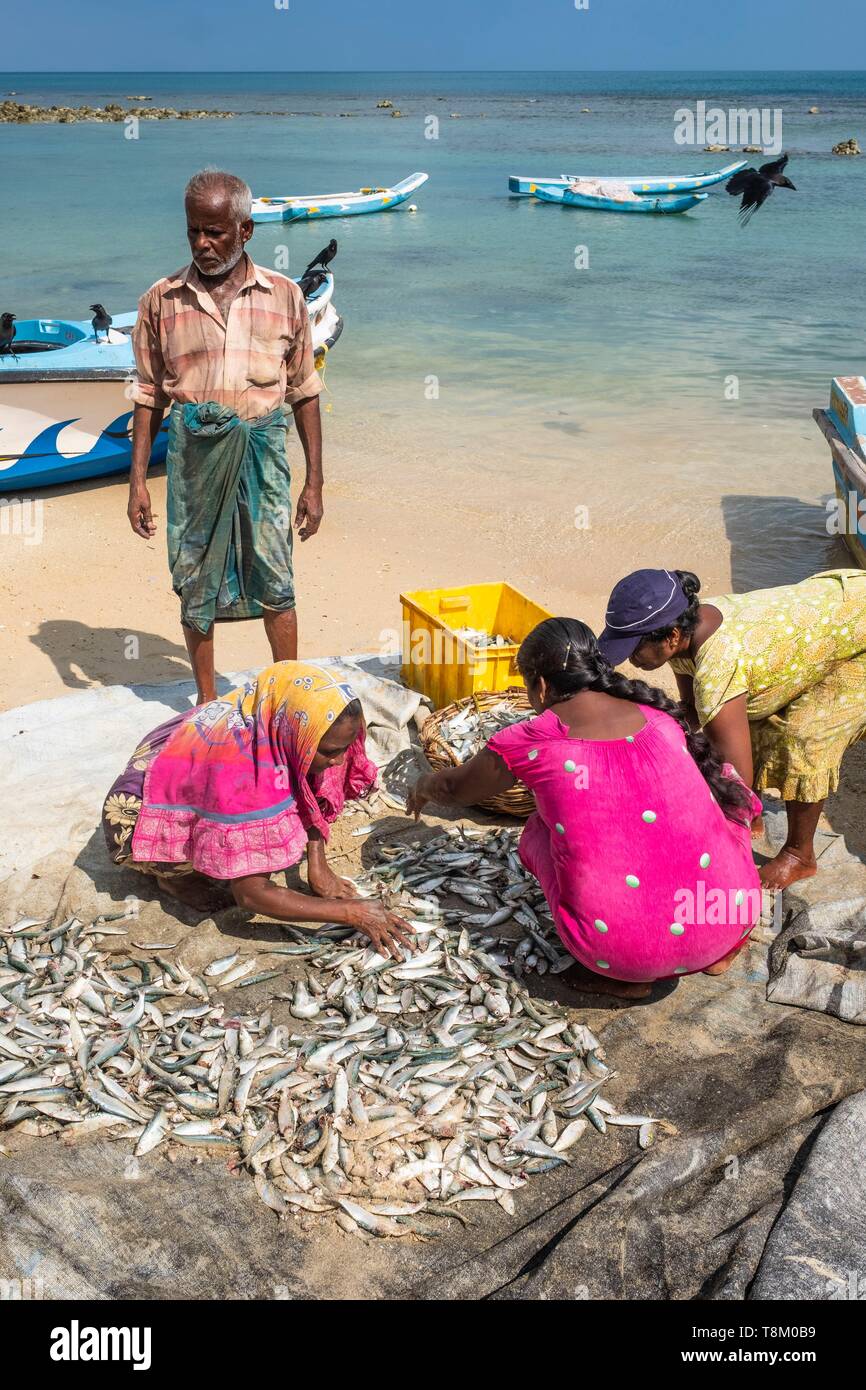 Sri Lanka, Northern province, Jaffna peninsula, Point Pedro is a town ...