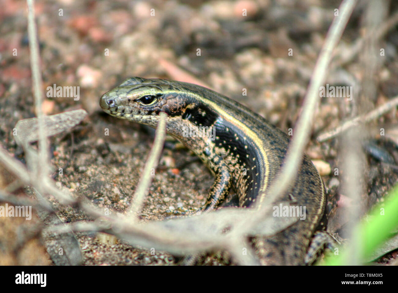 Colorful Eastern water skink lizard in Queensland Australia Stock Photo ...
