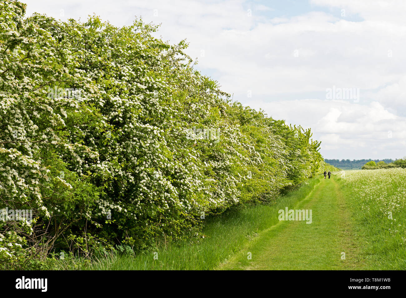 Blacktoft Sands, RSPB Nature Reserve, East Yorkshire, England UK Stock ...